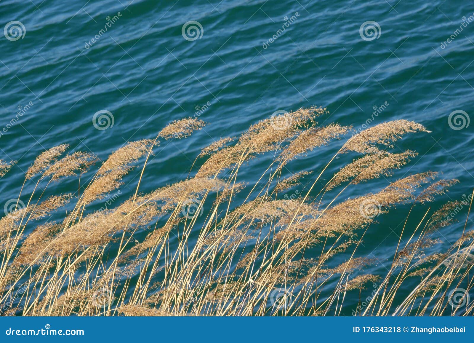 Reeds in river stock photo. Image of winter, aquatic - 176343218