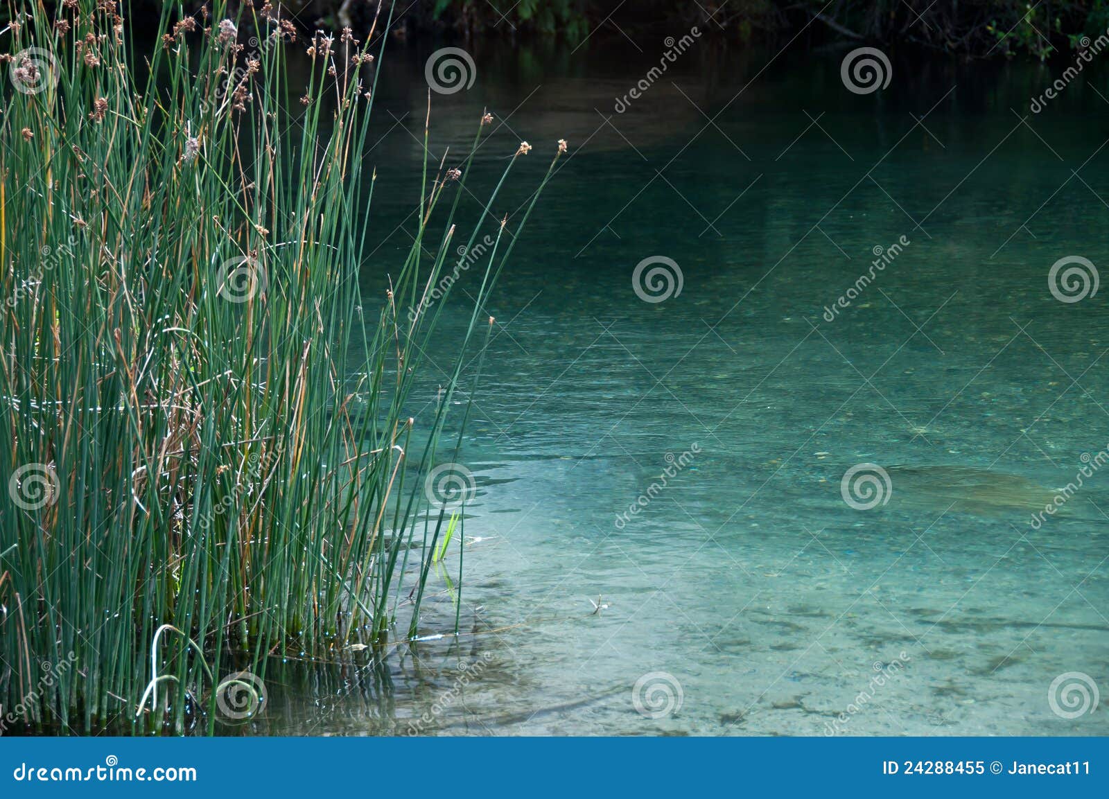 Reeds on river edge stock image. Image of nature, freshwater - 24288455