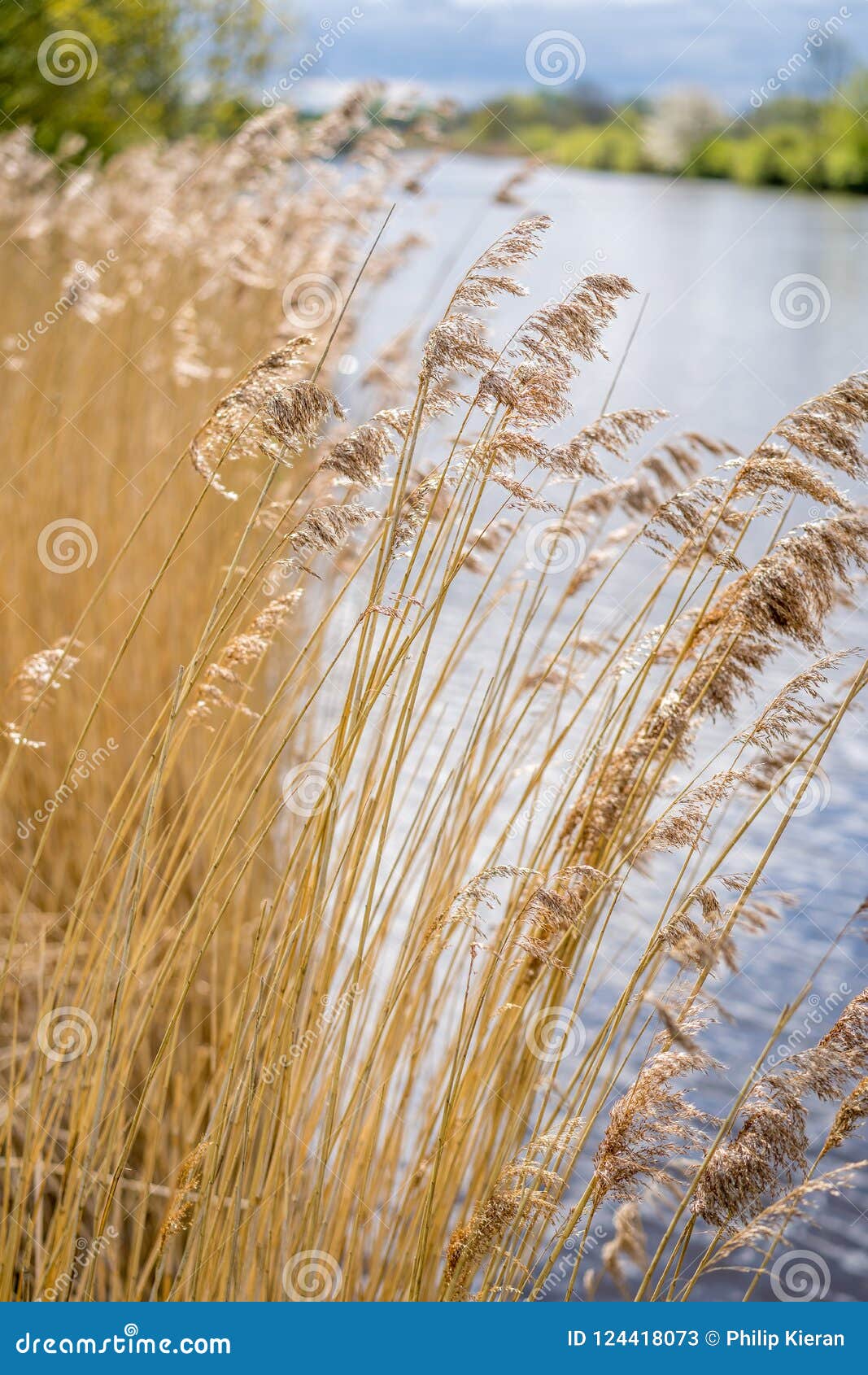 Reeds with River stock image. Image of growth, relax - 124418073