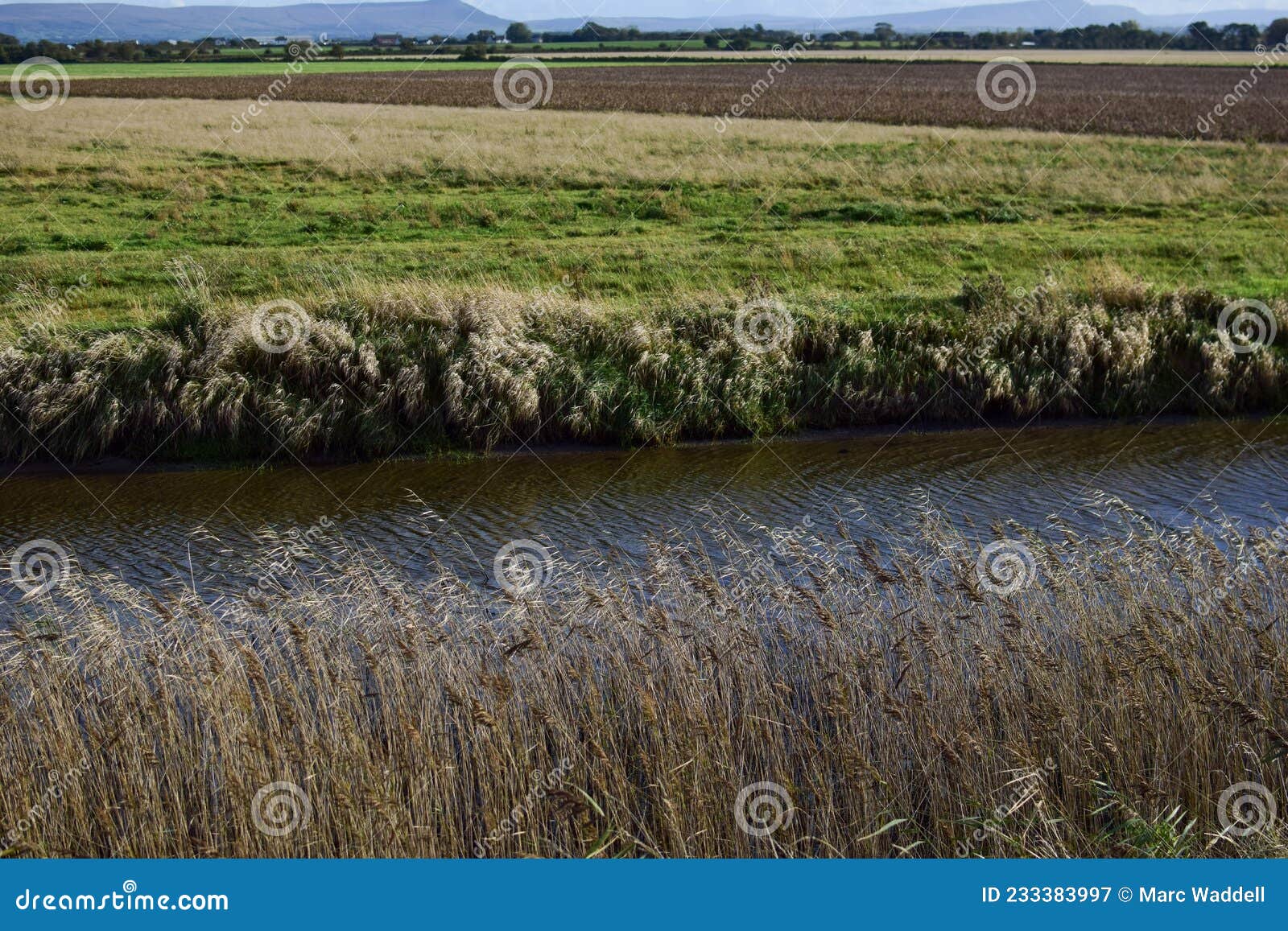 Reeds River Ripples Fields Long Grass Stock Image - Image of grassland ...
