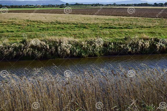 Reeds River Ripples Fields Long Grass Stock Image - Image of grassland ...