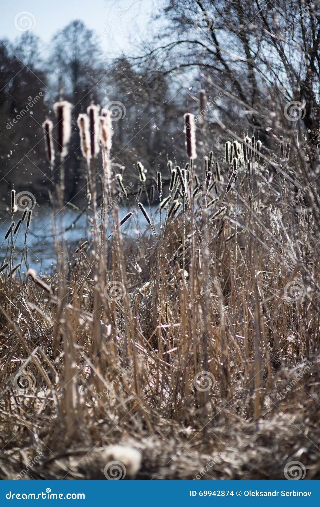 Reeds by the river stock photo. Image of color, morning - 69942874