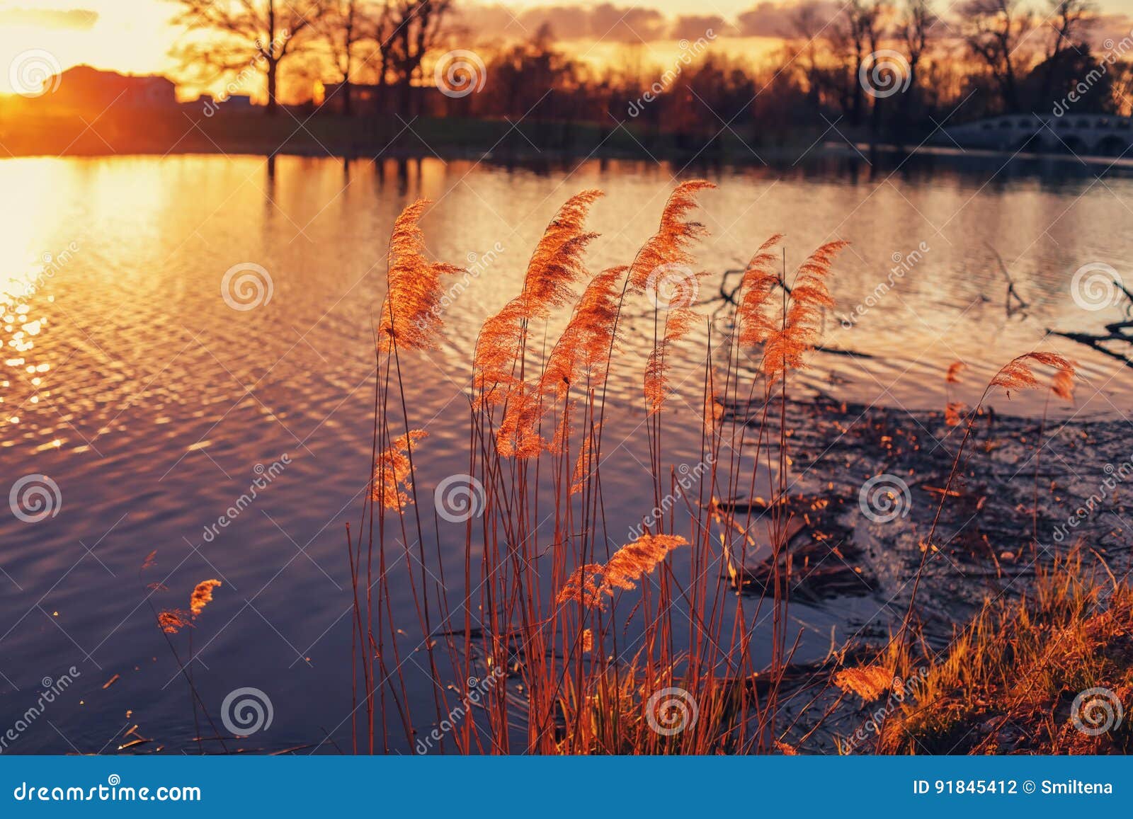 Reeds by the river stock photo. Image of surface, copy - 91845412