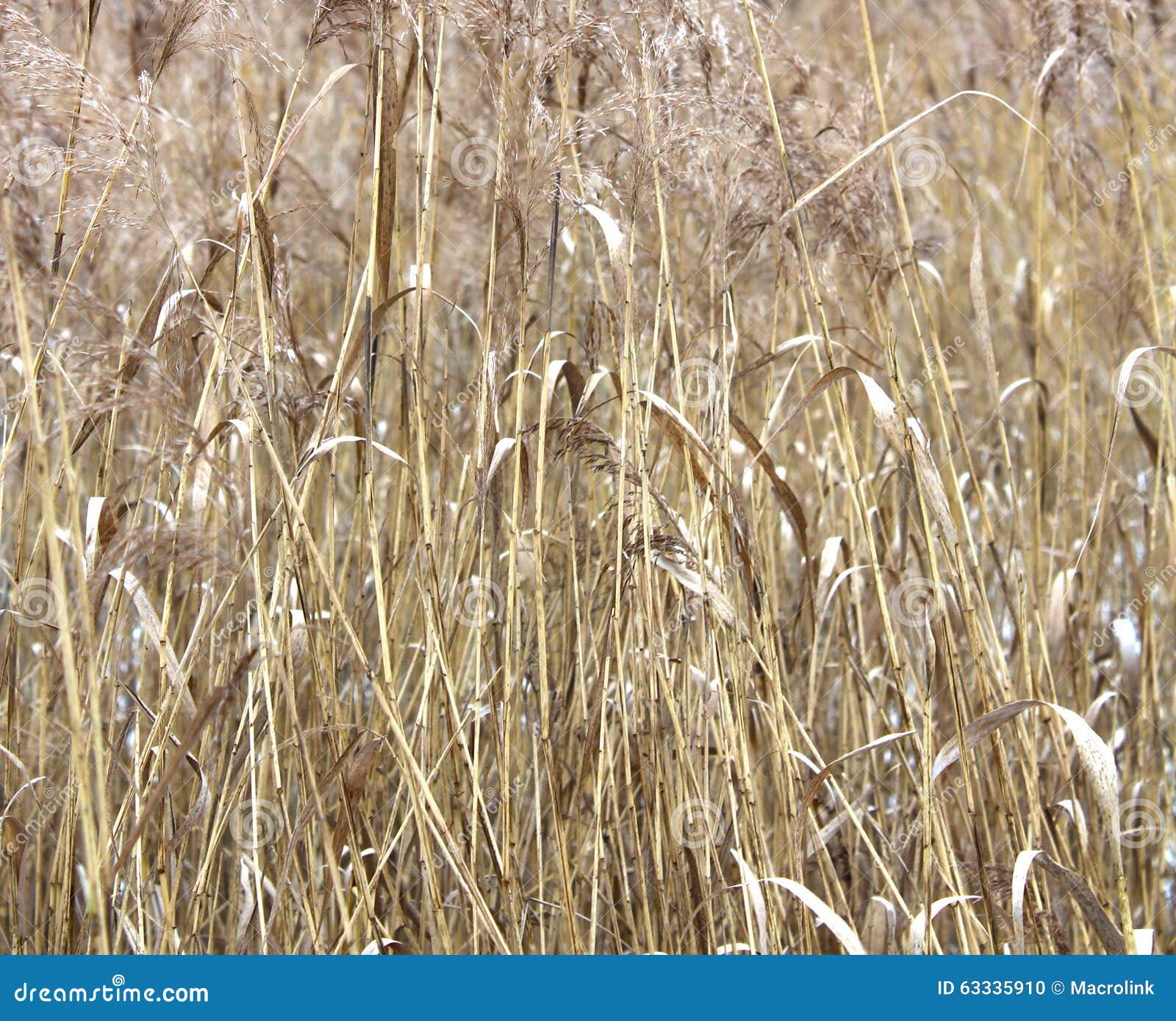 Reeds on river stock photo. Image of japanese, water - 63335910