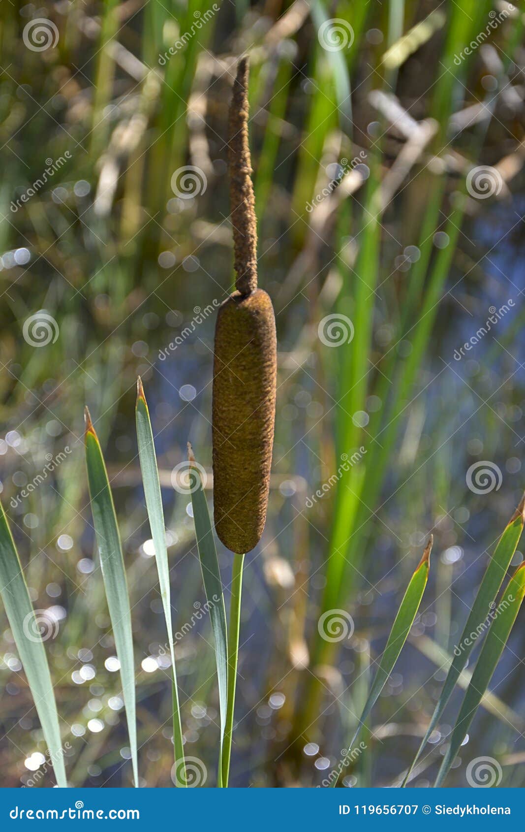 Reeds on the river water stock image. Image of leaves - 119656707
