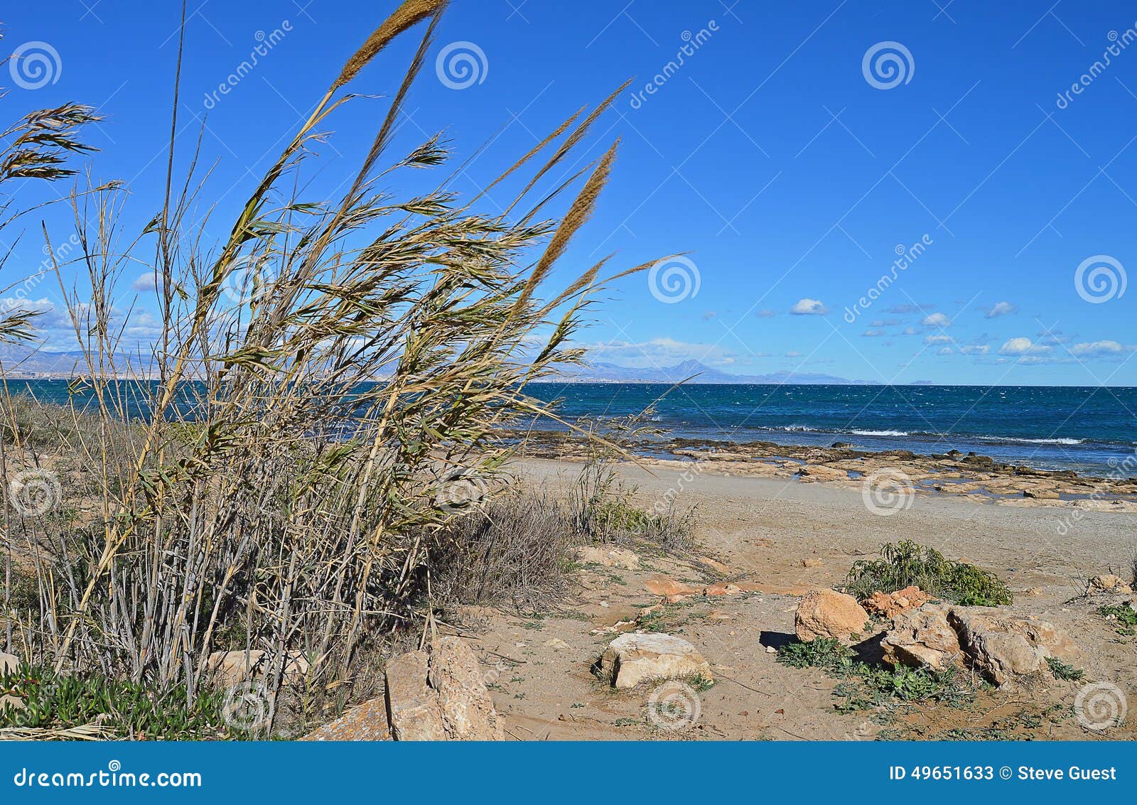 Reeds and Sea stock image. Image of deserted, blanca - 49651633