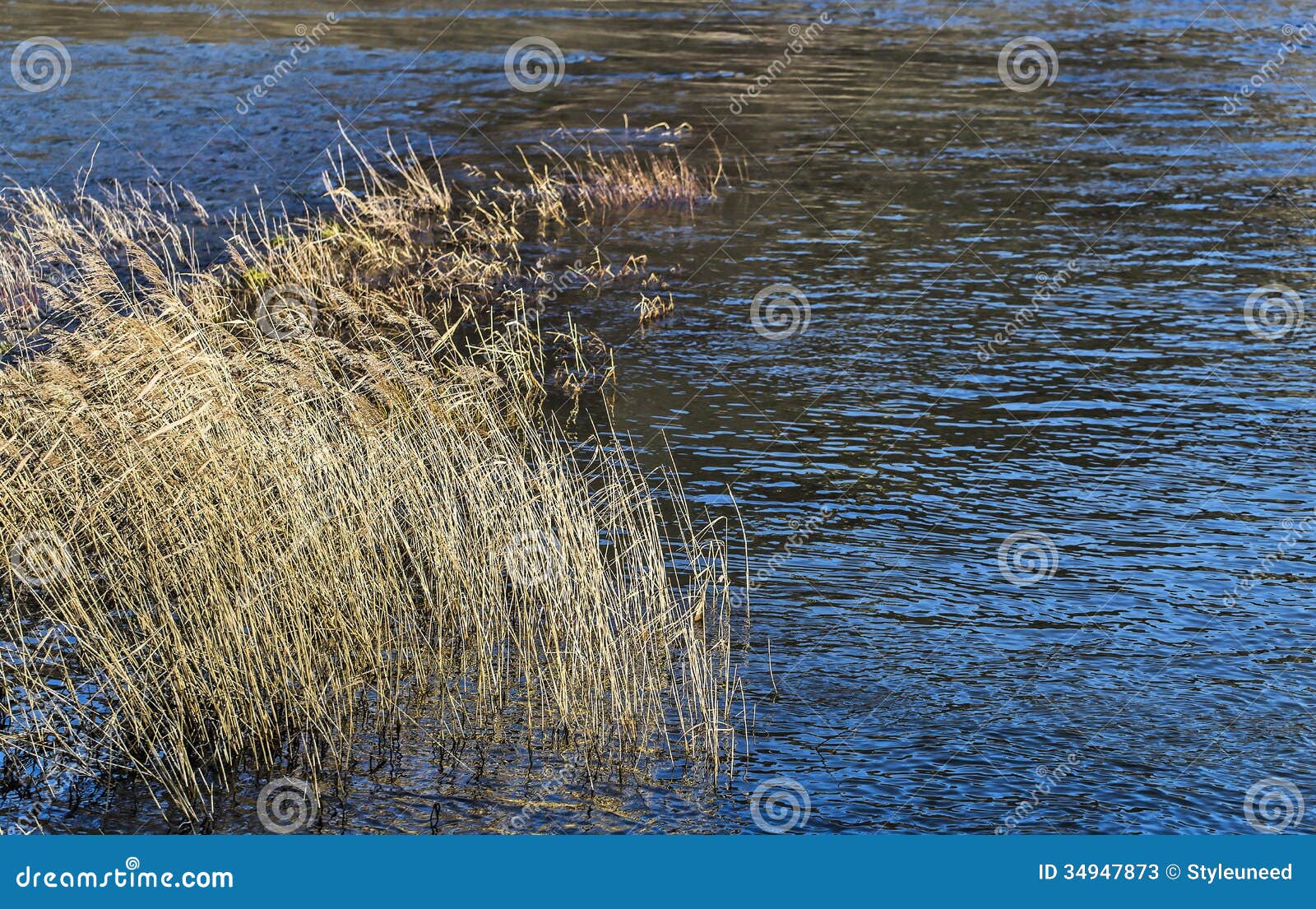 Reeds stock image. Image of reeds, marsh, reed, lake - 34947873