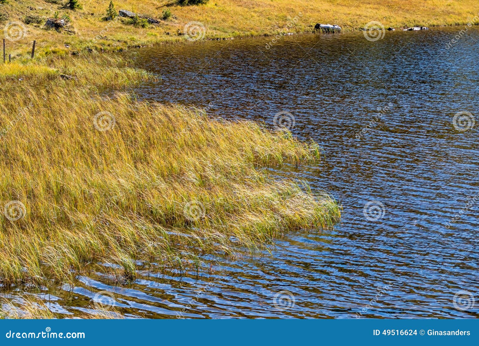 Reeds on the Shore of a Lake Stock Photo - Image of grass, nature: 49516624