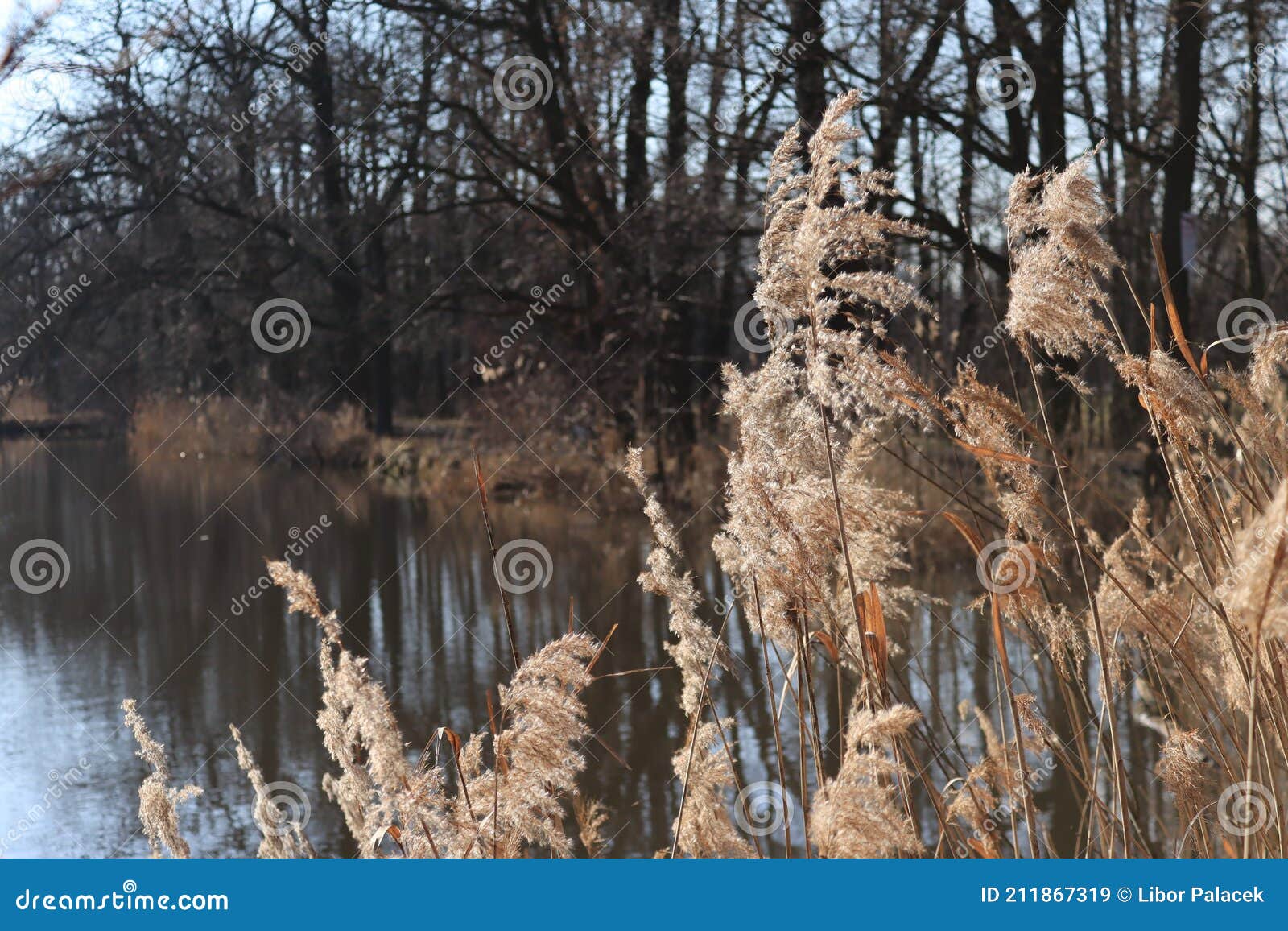Reeds on the Shore of the Pond Illuminated by the Spring Sun. the ...