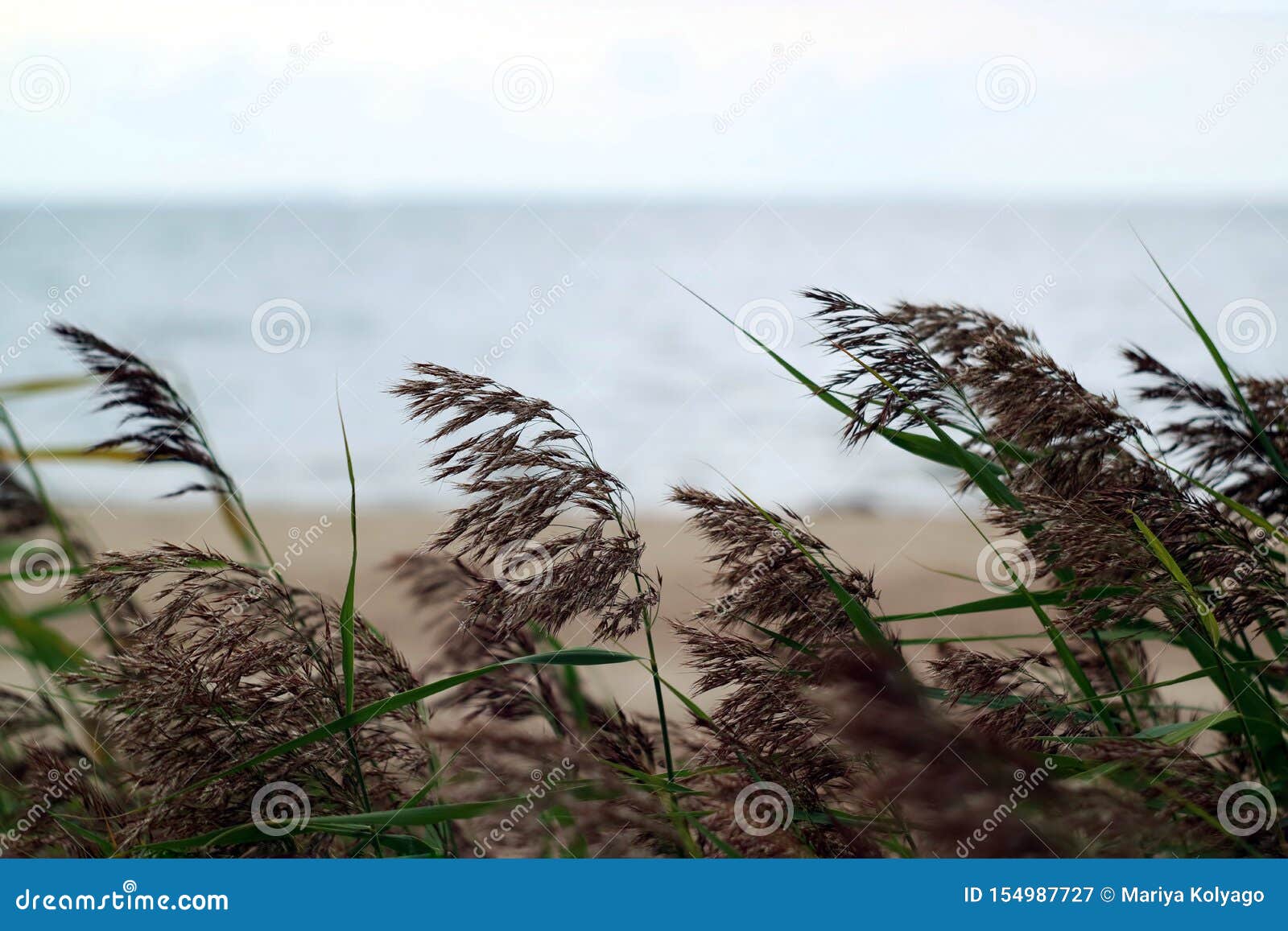 The Reeds on the Shore of the Sea As a Backdrop. Stock Image - Image of ...