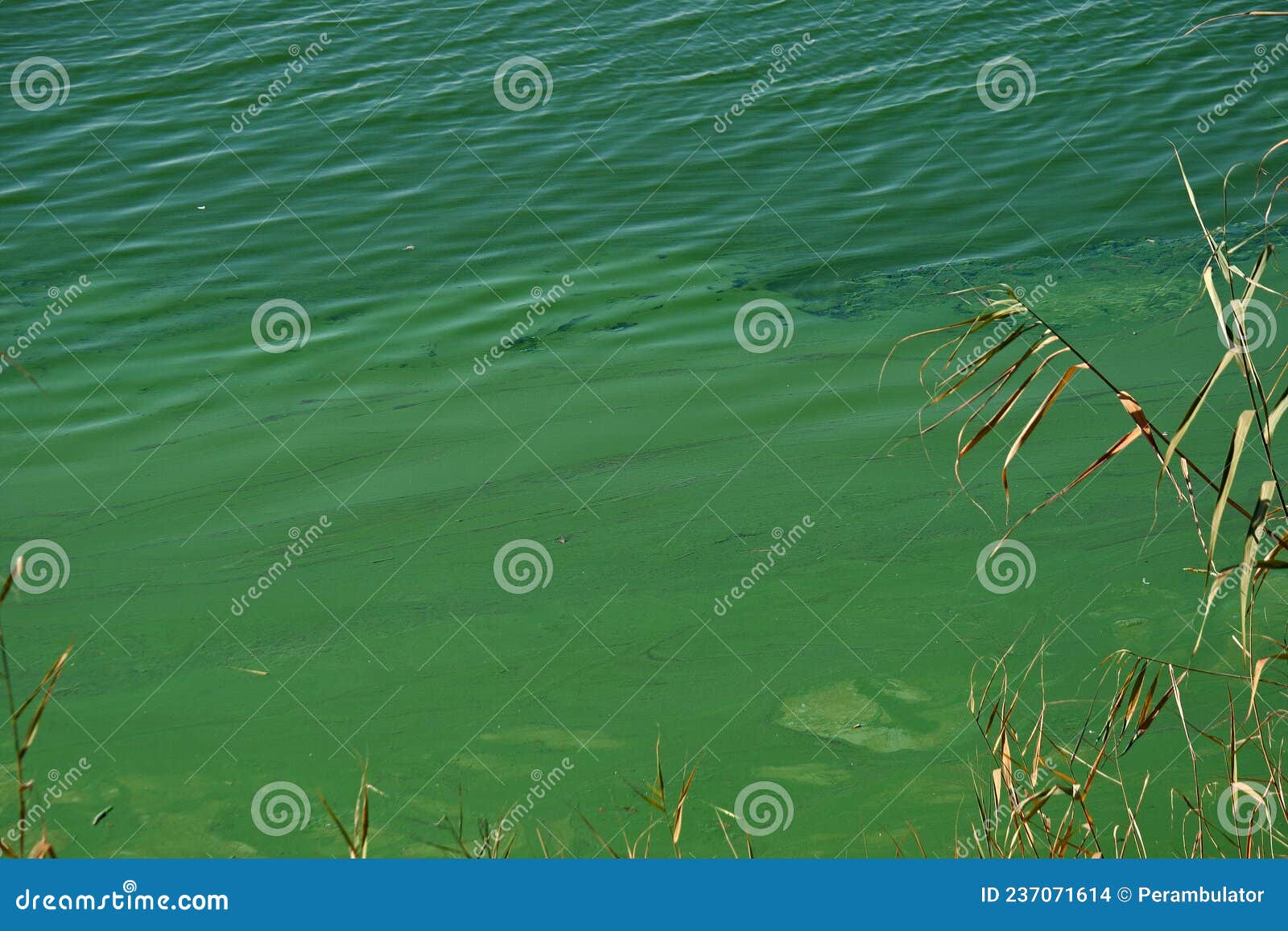 REEDS on the SIDE of a DAM with ALGAE GROWTH on the VERGE Stock Photo ...