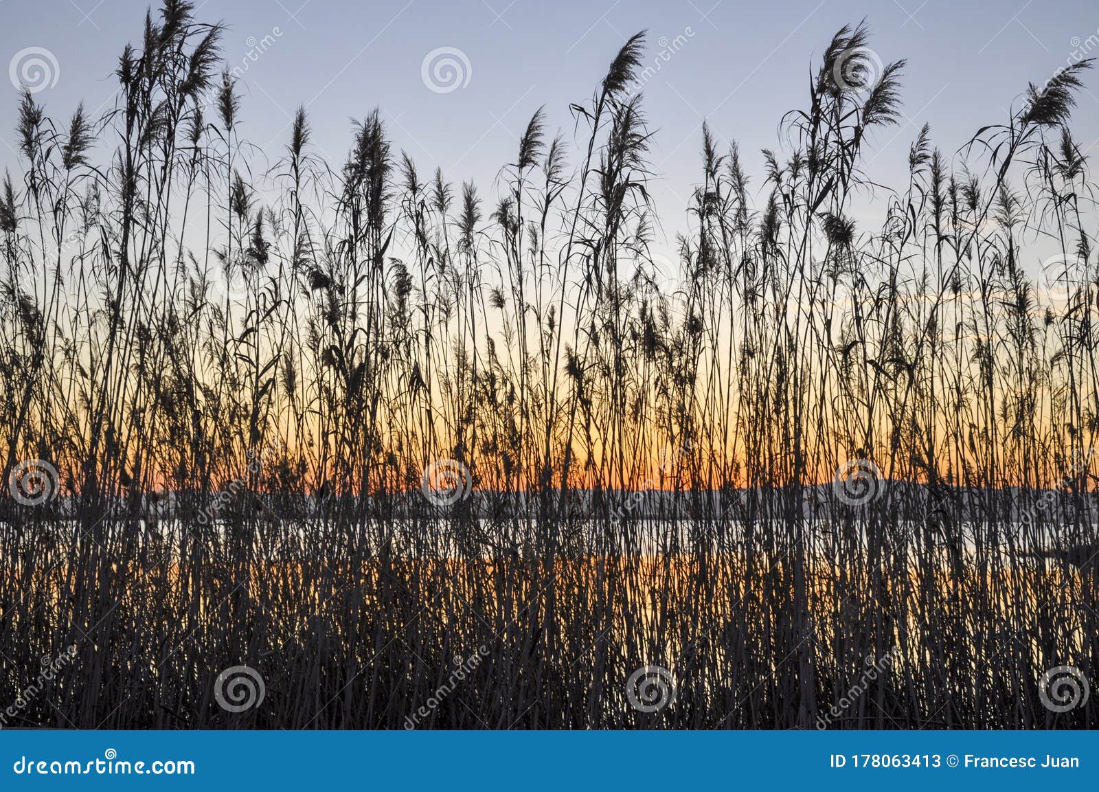 Reeds silhouette stock image. Image of natural, seasonal - 178063413