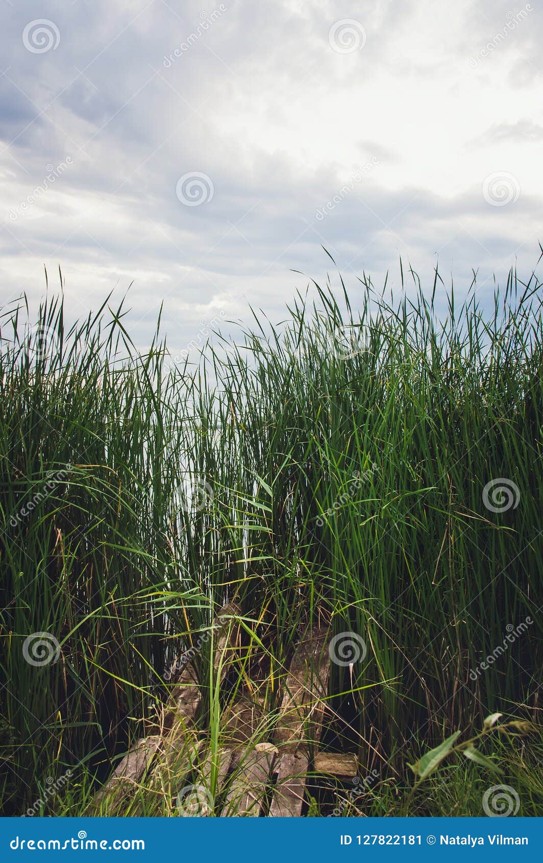 Reeds on a small river stock image. Image of outdoor - 127822181