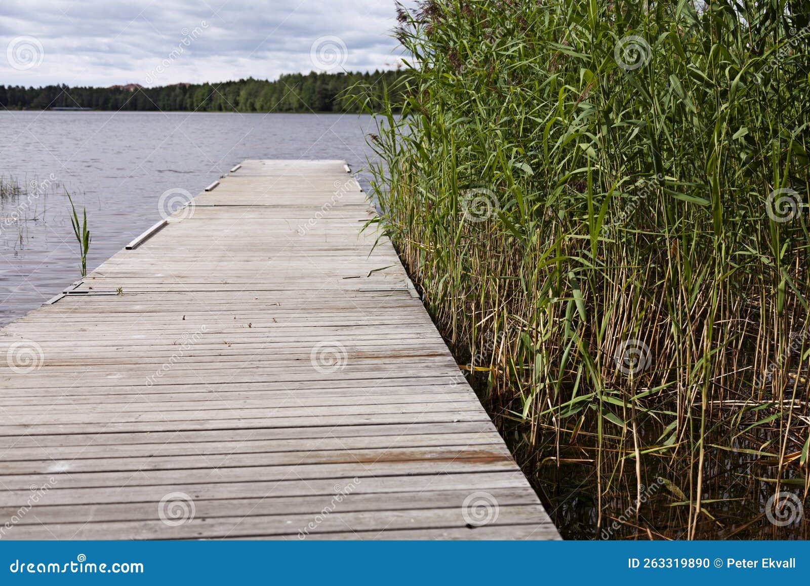 Reeds and a Small Wooden Jetty by the Lake Stock Photo - Image of ...