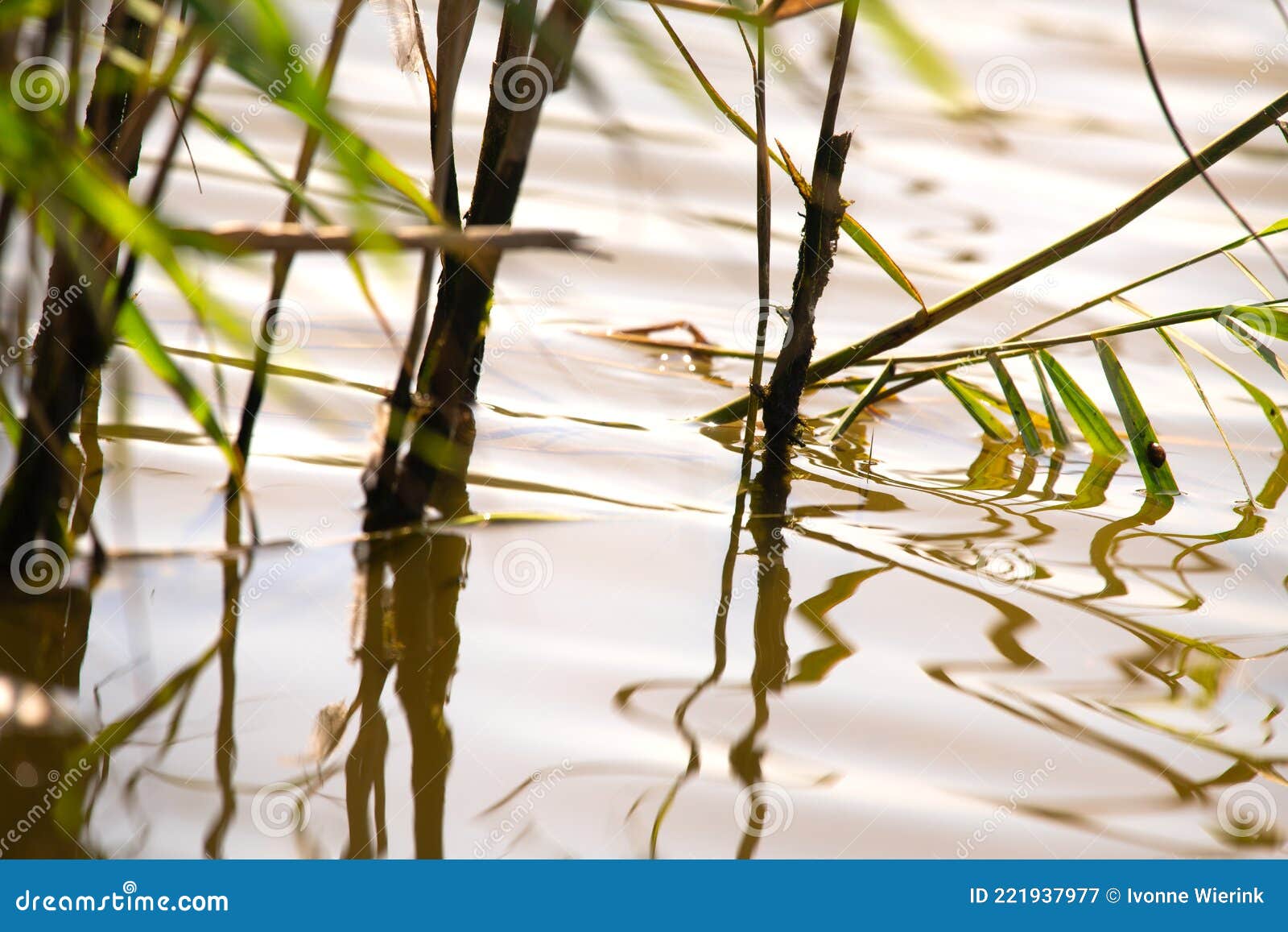 Stagnant Water, Source For The Proliferation Of Aedes Aegypti Stock ...