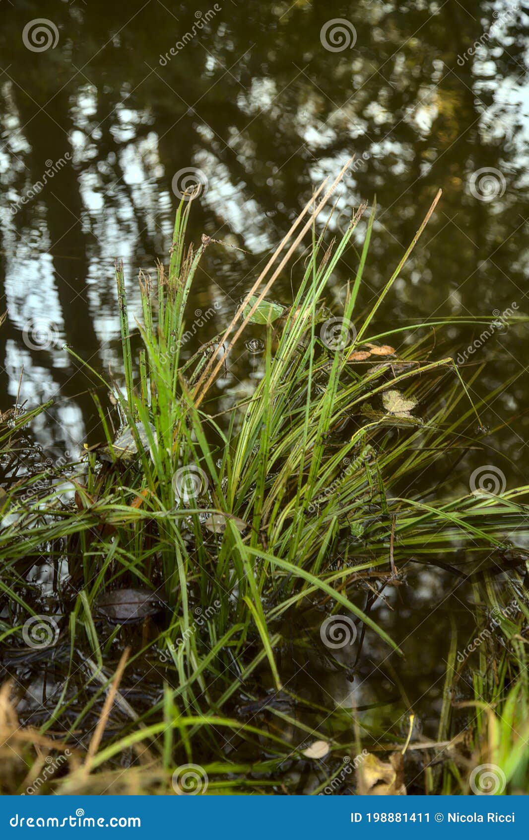 Reeds in a Stream of Water in Autumn Stock Image - Image of nature ...