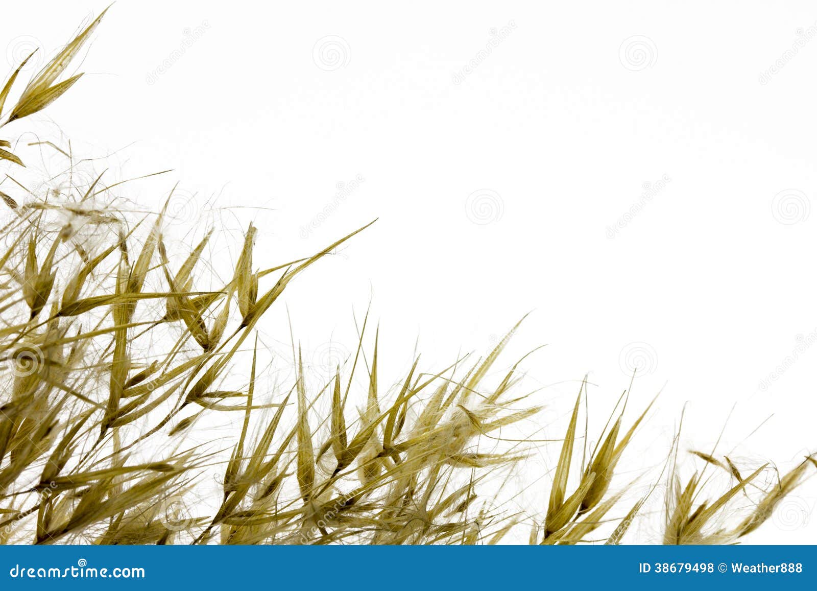 Reeds stock photo. Image of white, beauy, still, closeup - 38679498