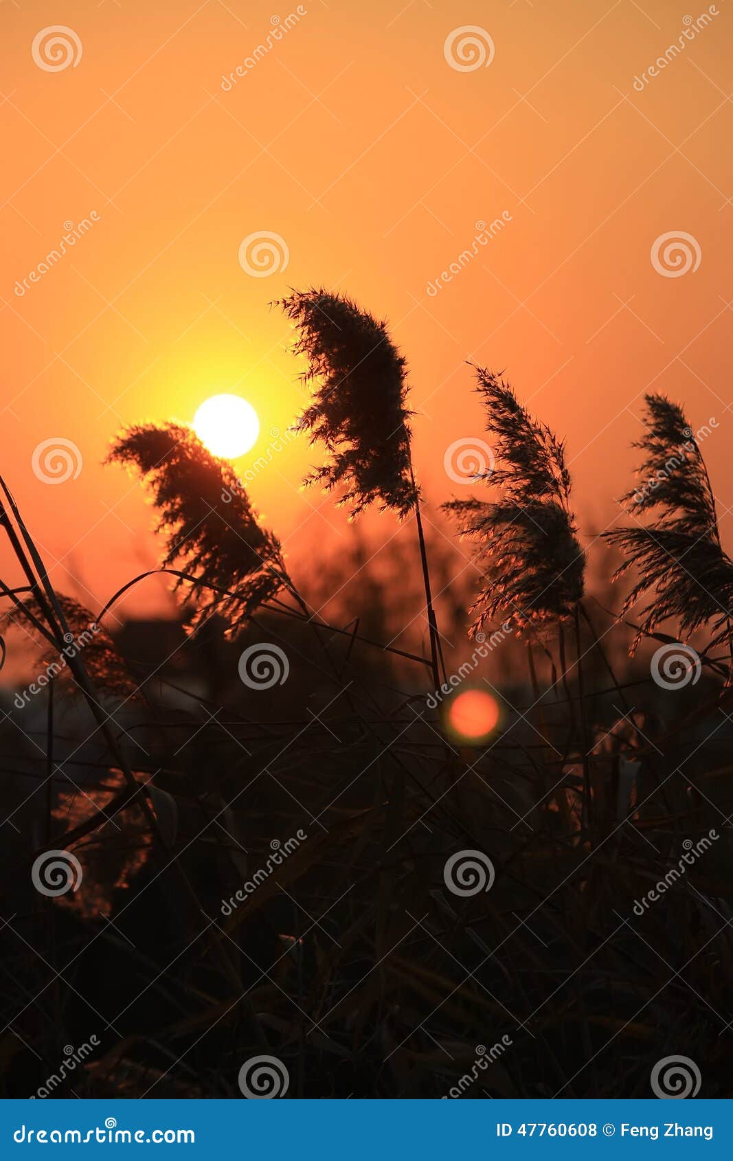 Reeds in sunset glow stock photo. Image of illuminated - 47760608