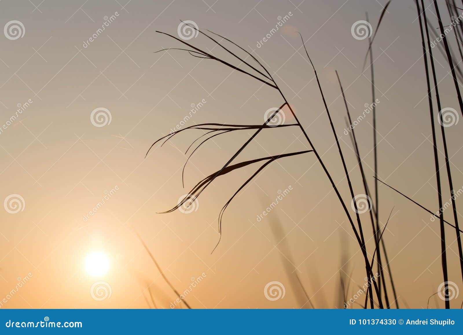 Reeds at sunset in nature stock photo. Image of nature - 101374330