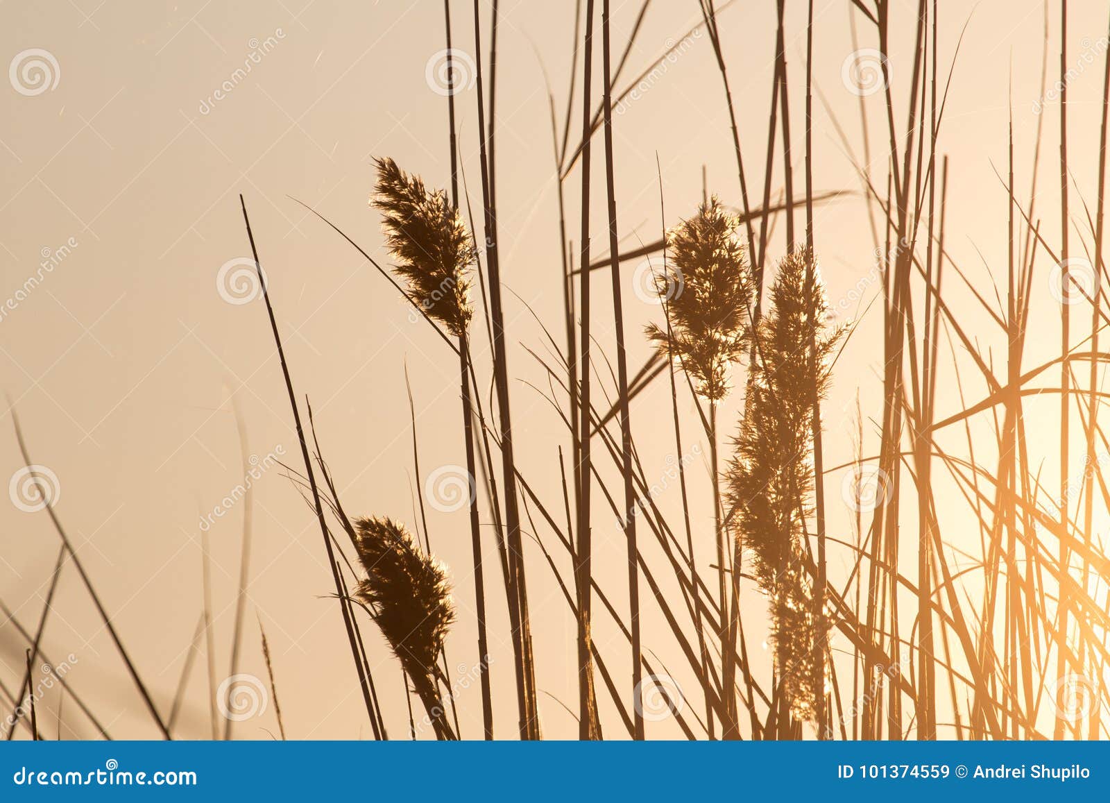 Reeds at sunset in nature stock image. Image of winter - 101374559