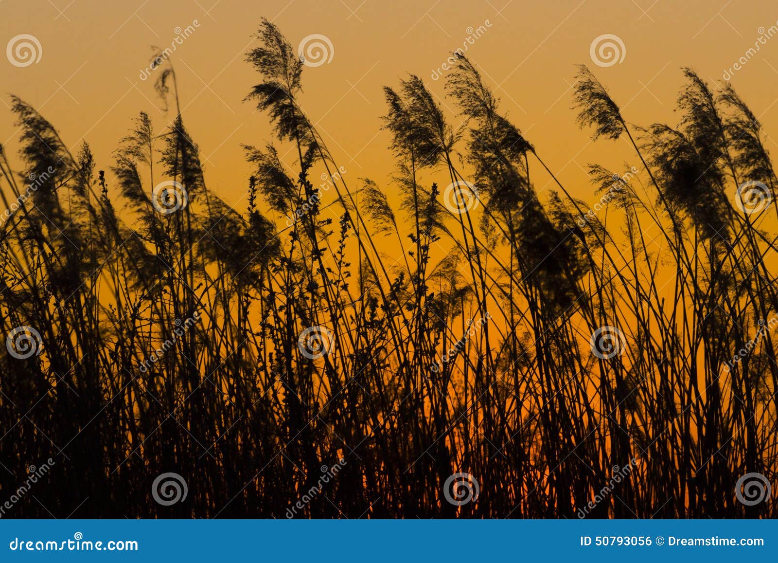 Reeds in sunset stock photo. Image of melancholic, plant - 50793056