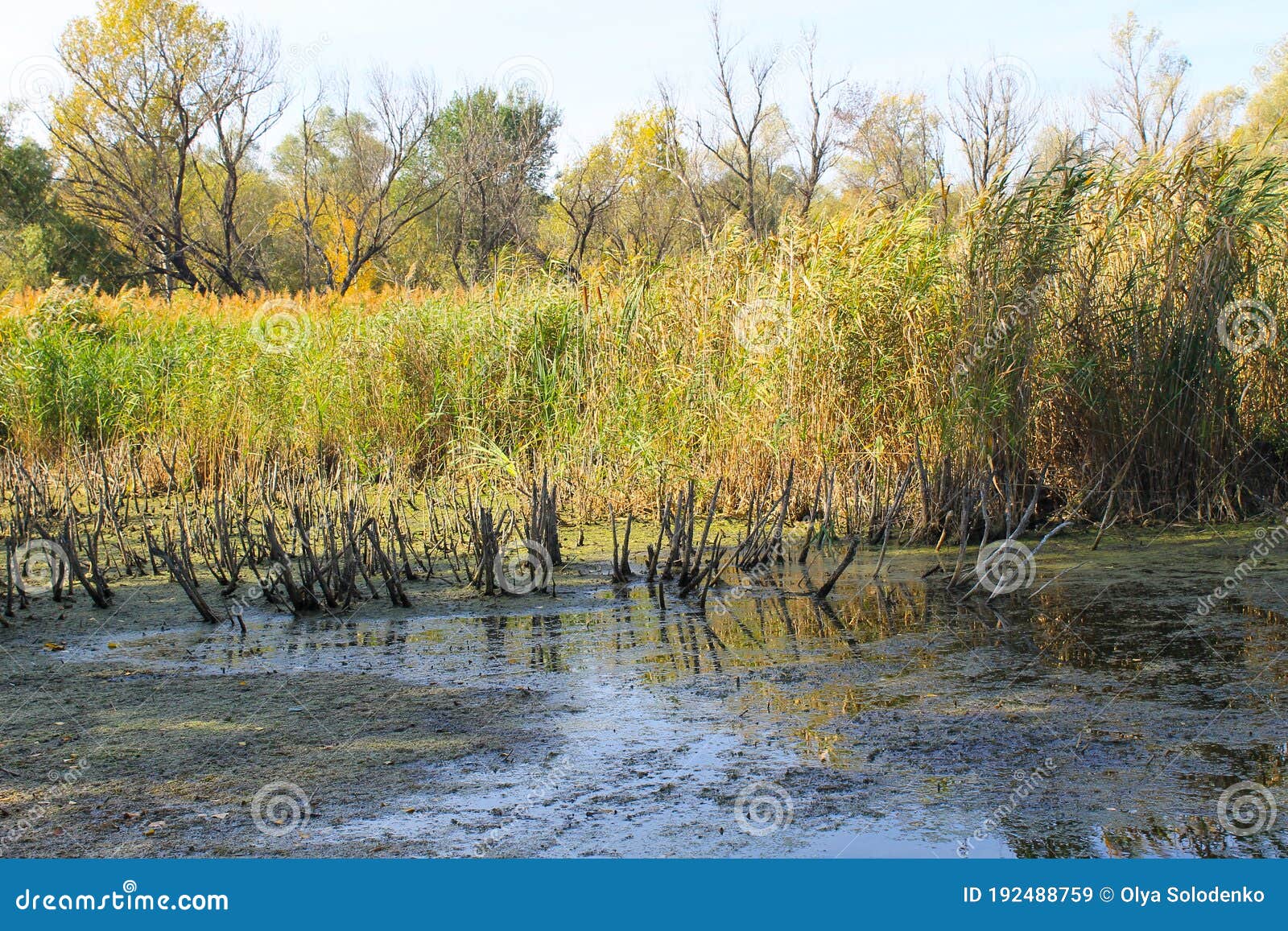 Reeds in a swamp stock image. Image of habitat, reed - 192488759