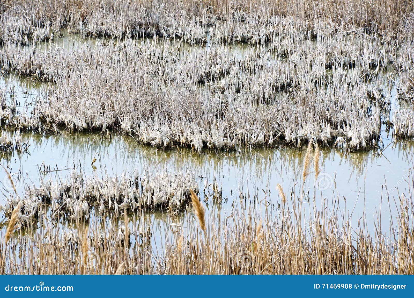 The reeds in the swamp stock photo. Image of swamp, lake - 71469908