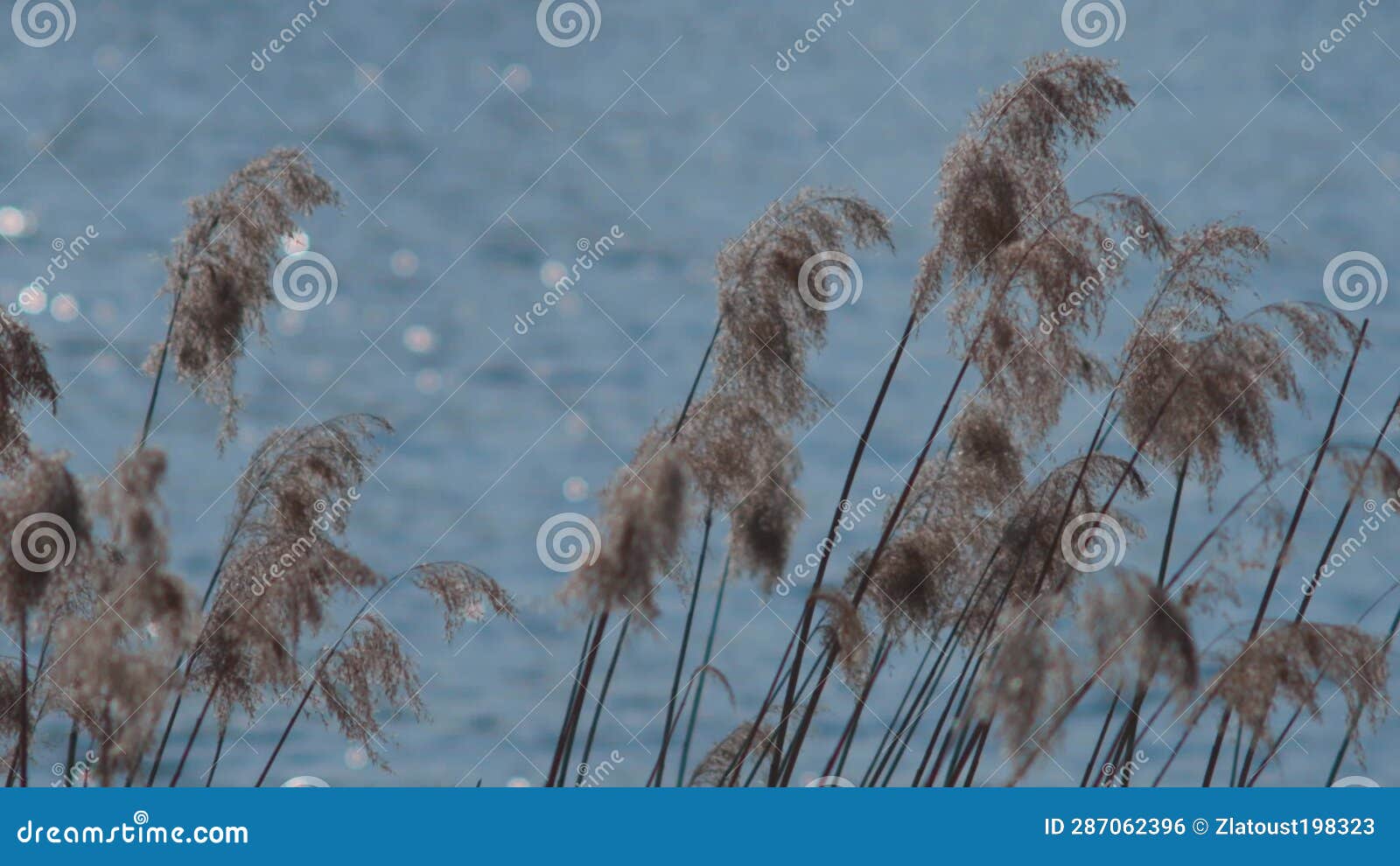 The Reeds Sway in the Wind. the Setting Sun Illuminates Plants, Grass ...