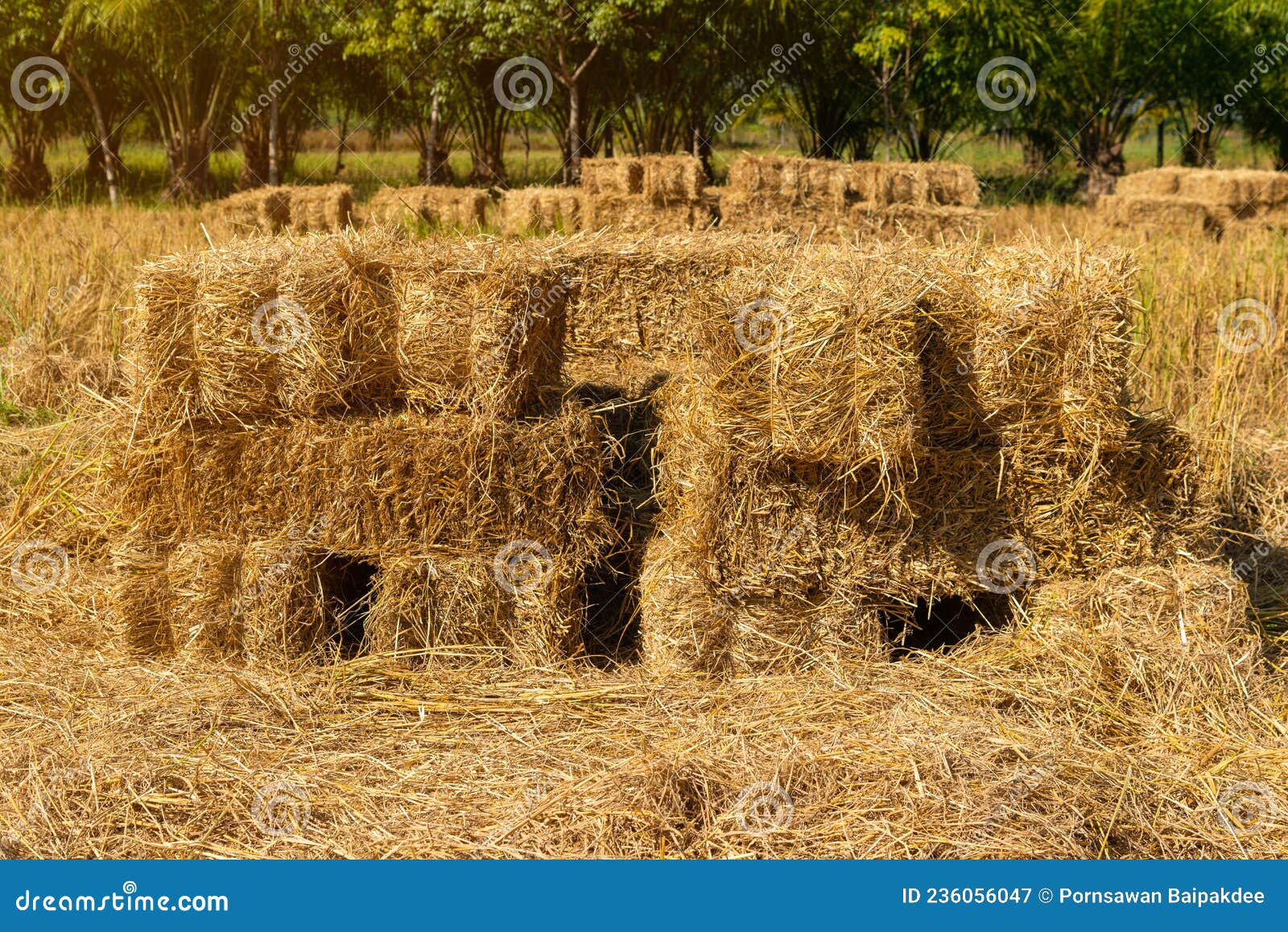 Reeds Texture. Straw Surface Stock Image - Image of plant, rice: 236056047