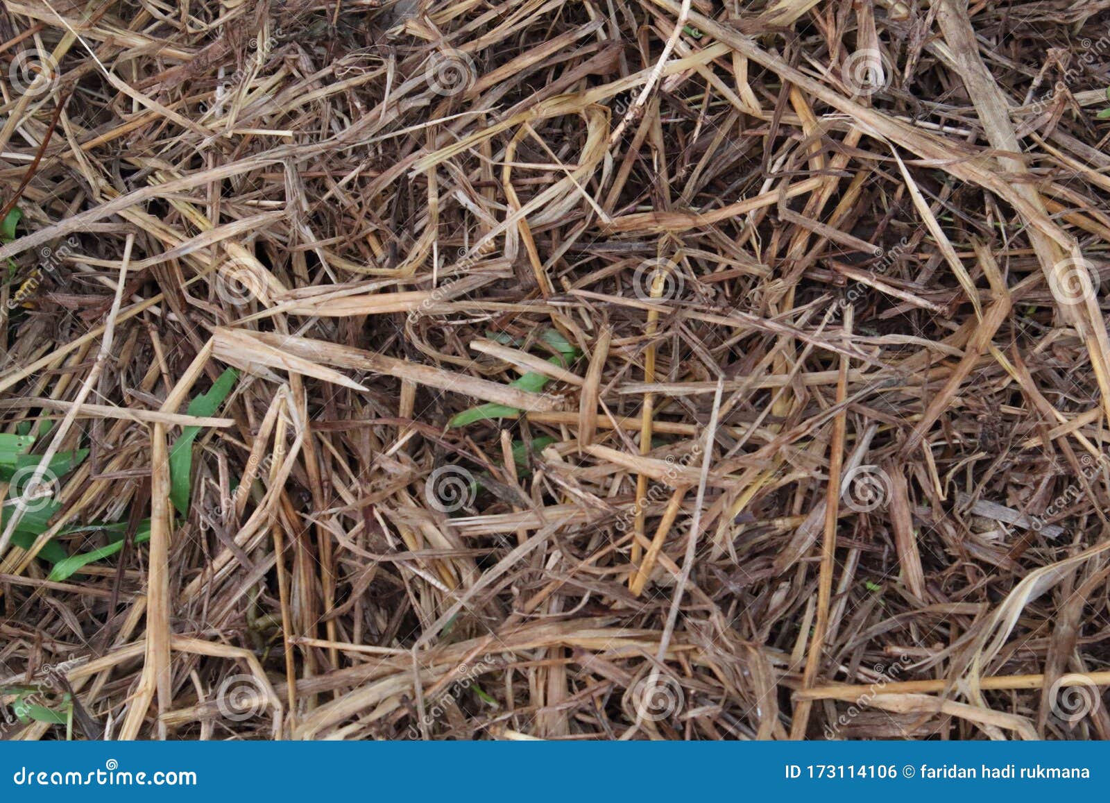 Reeds Texture. Straw Surface. Thatch Pack Canvas Stock Photo - Image of ...