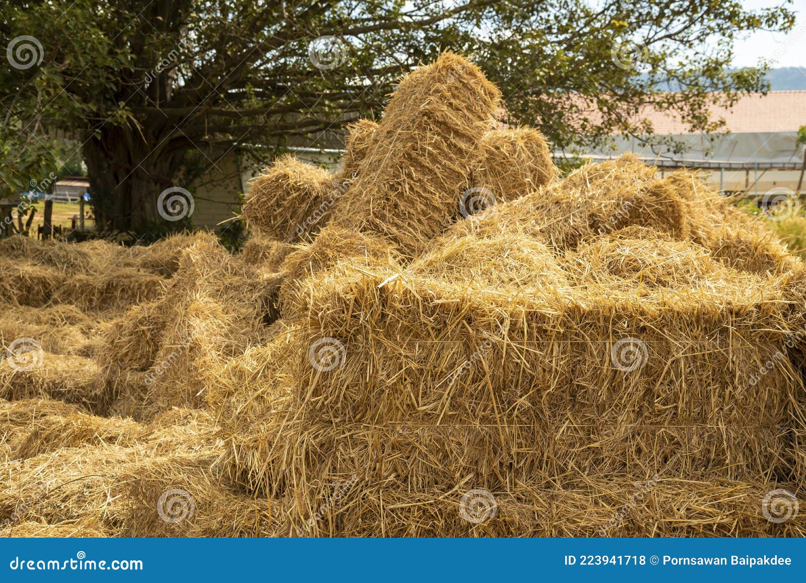 Reeds Texture. Straw Surface Stock Photo - Image of background, retro ...