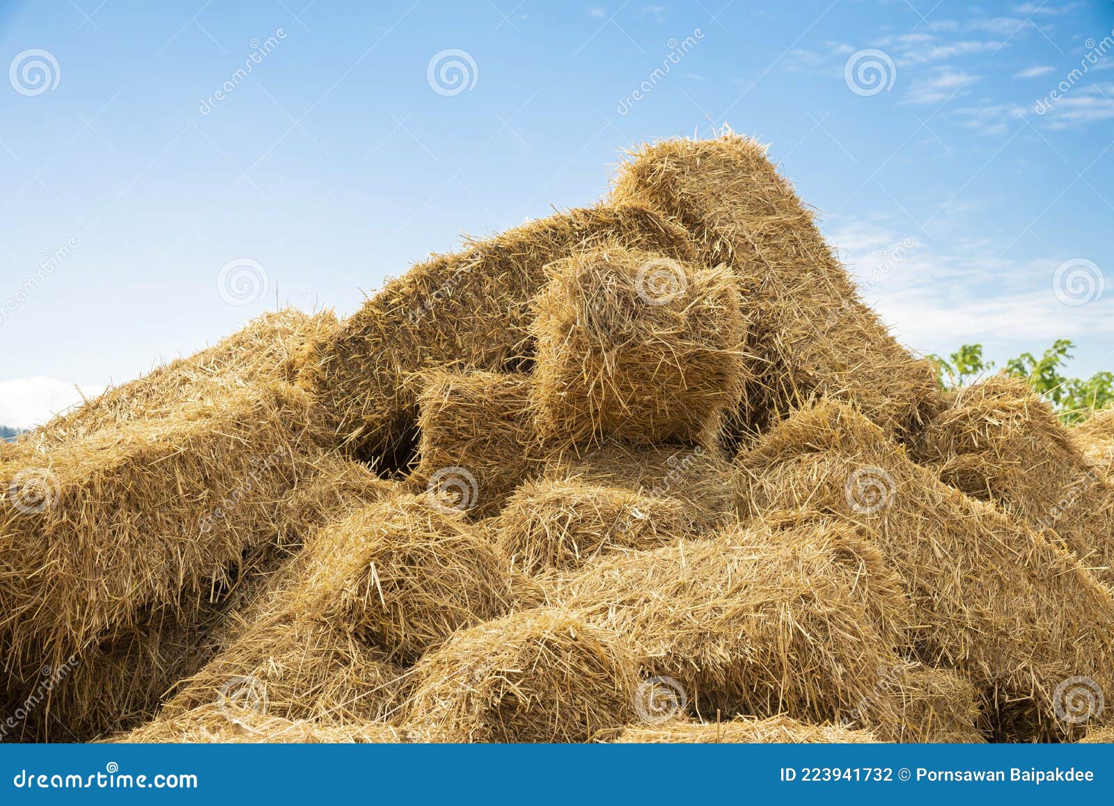 Straw Surface, Reeds Texture. Thatch Pack Canvas, Straw Pack Texture ...
