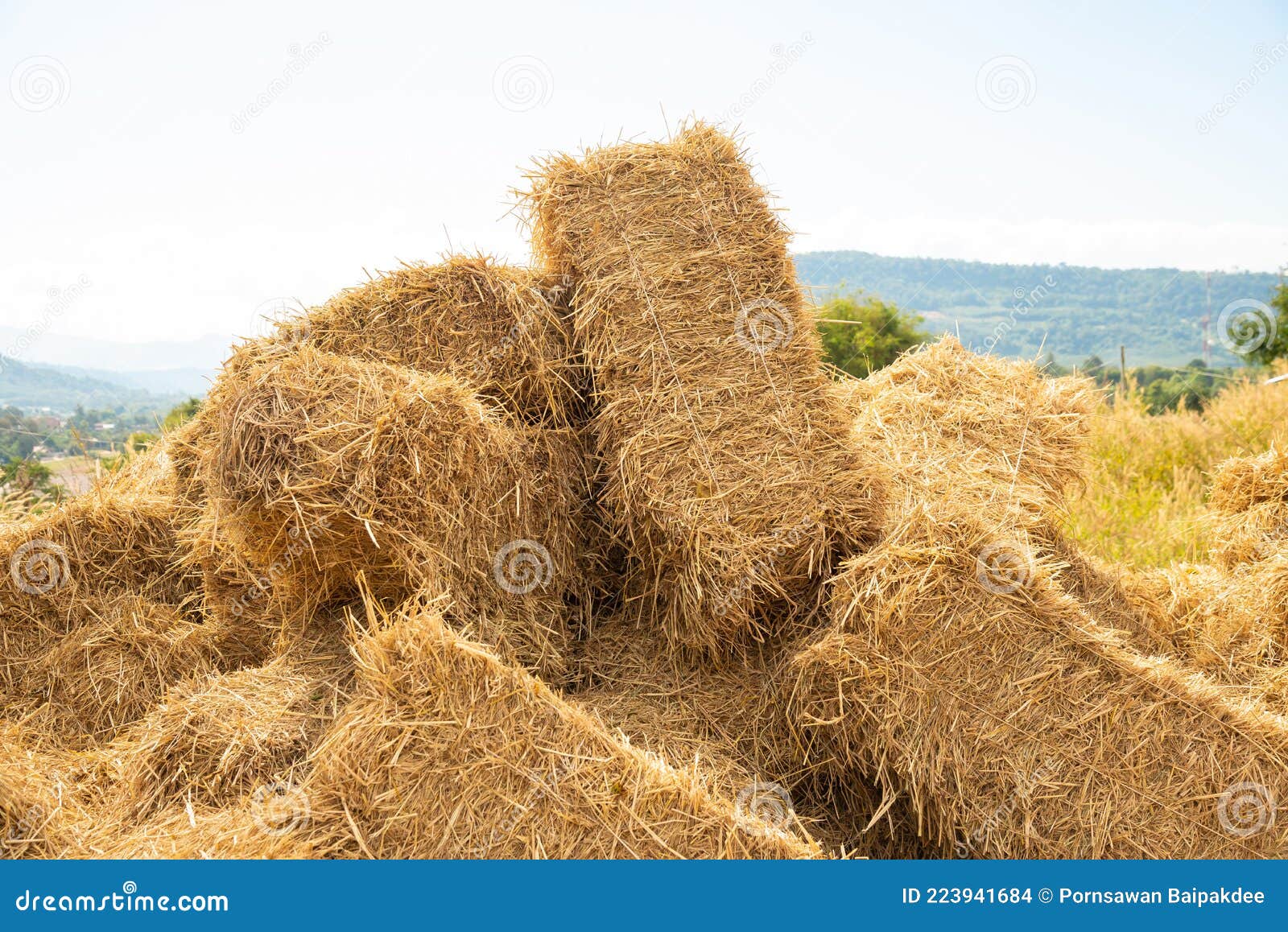Straw Surface, Reeds Texture. Thatch Pack Canvas, Straw Pack Texture ...