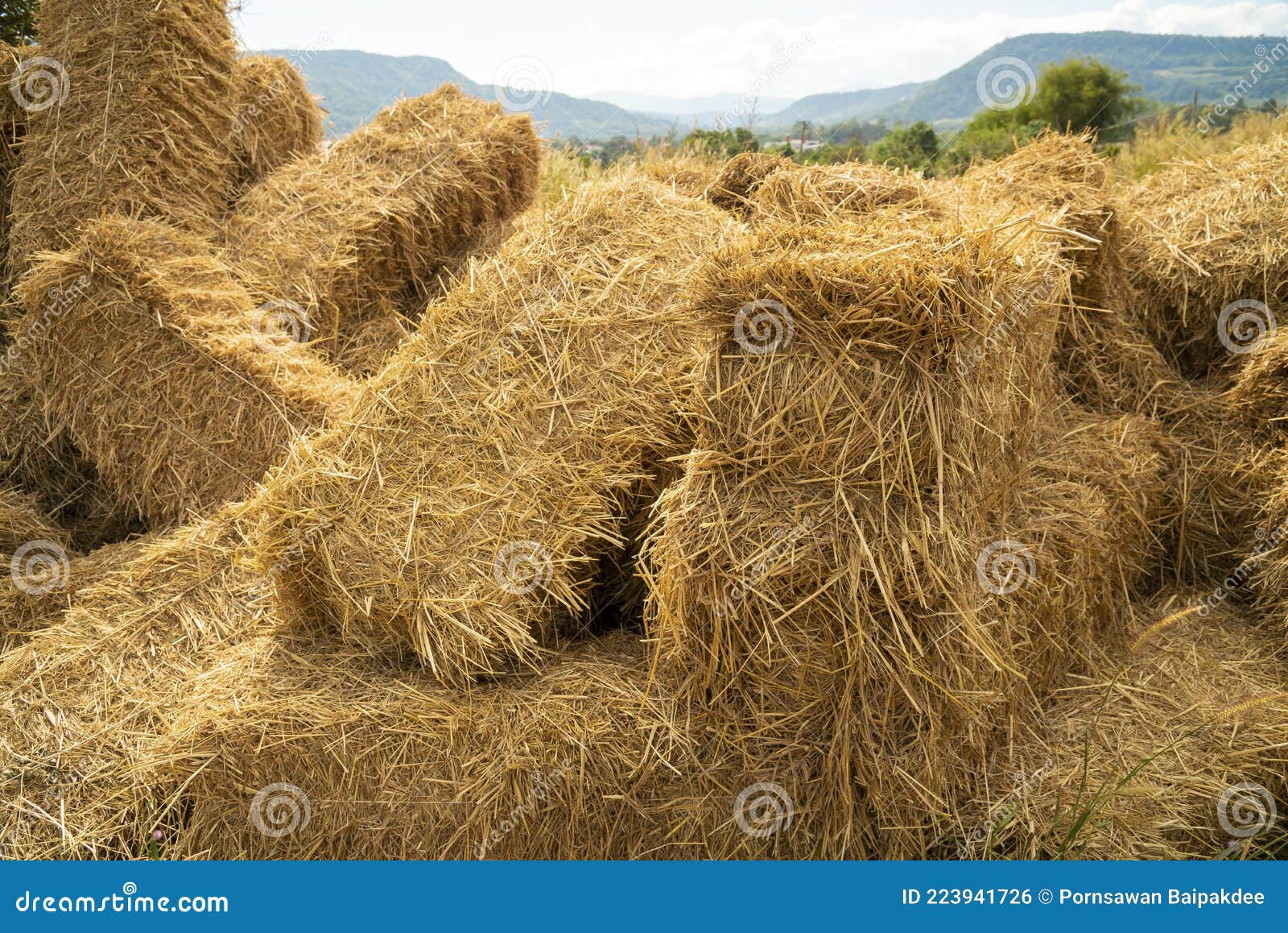 Reeds Texture. Straw Surface Stock Photo - Image of texas, harvest ...
