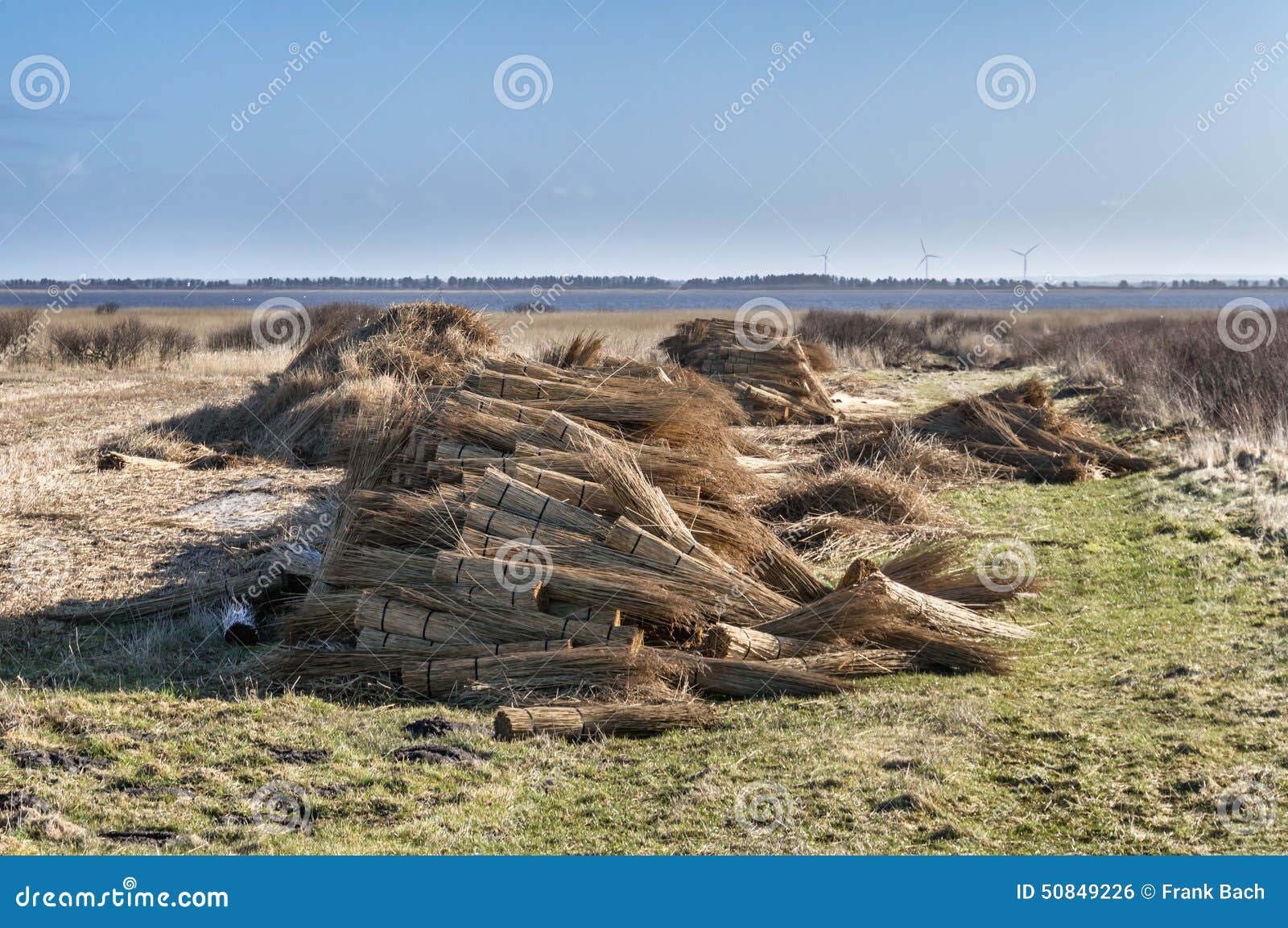 Reeds for Thatching Sampled in Bundles Stock Photo - Image of ...