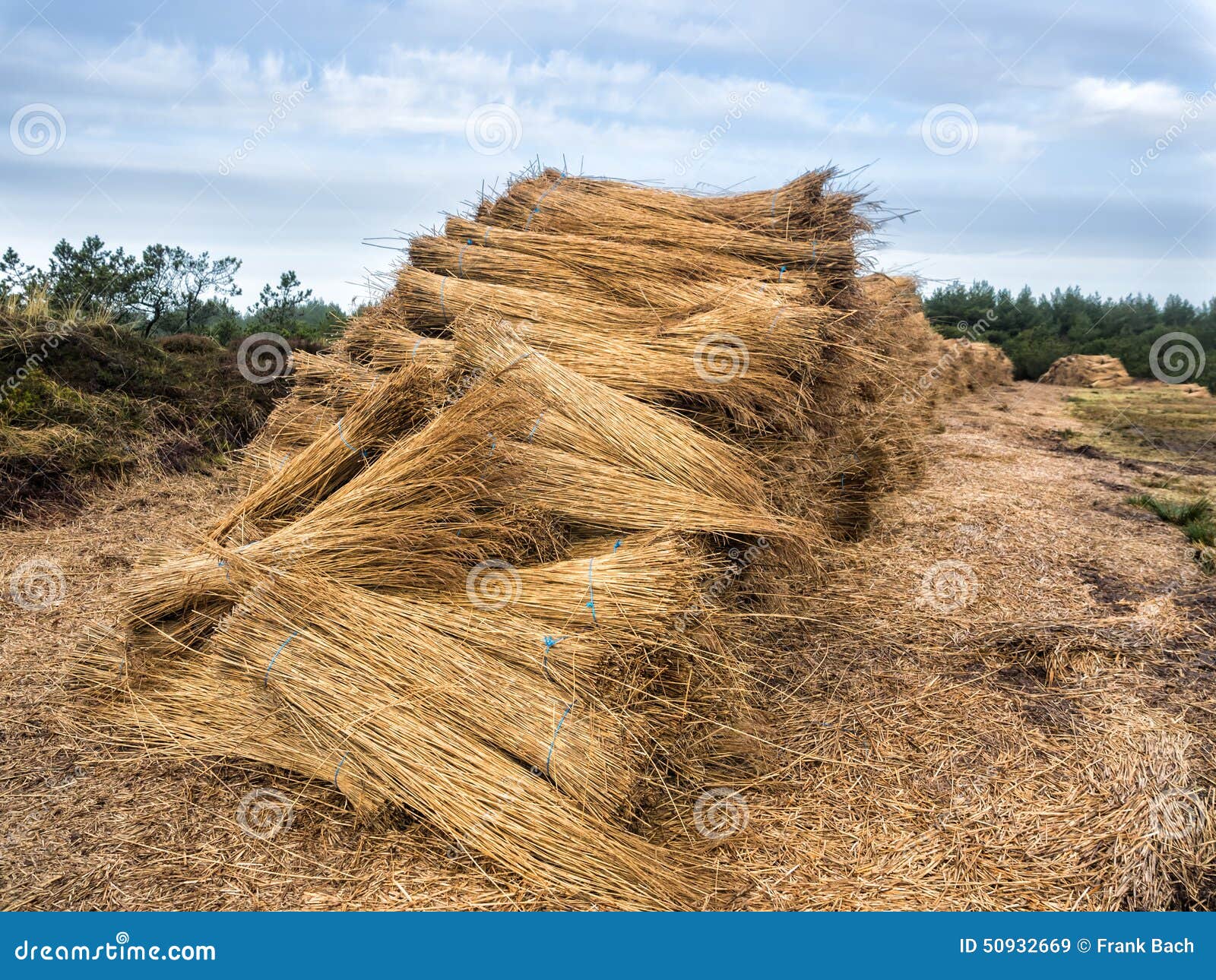 Reeds for Thatching Sampled in Bundles Stock Image - Image of natural ...