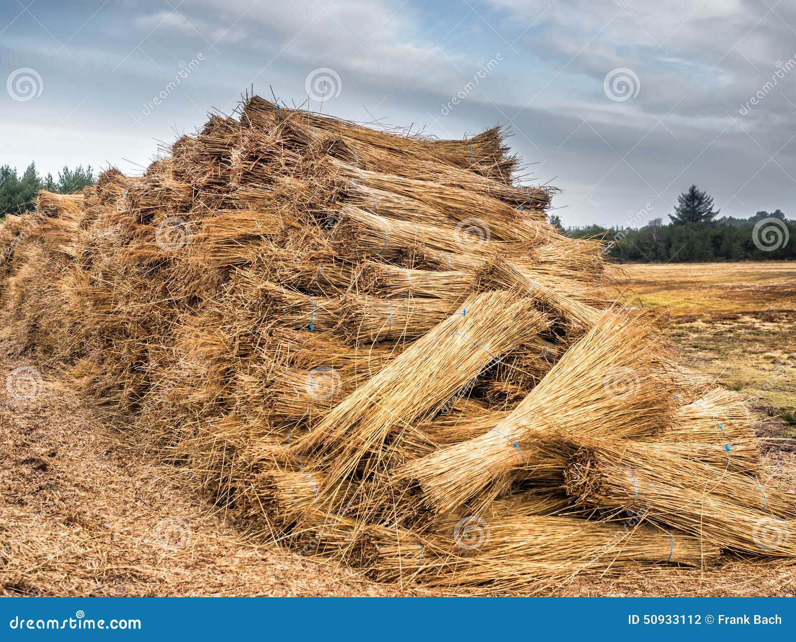 Reeds for Thatching Sampled in Bundles Stock Photo - Image of ...