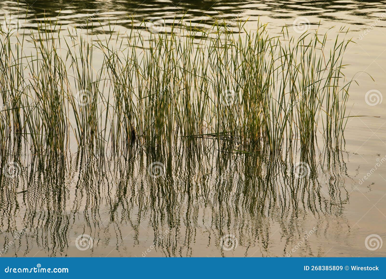 Reeds and Their Reflection in the Water. Stock Image - Image of reeds ...