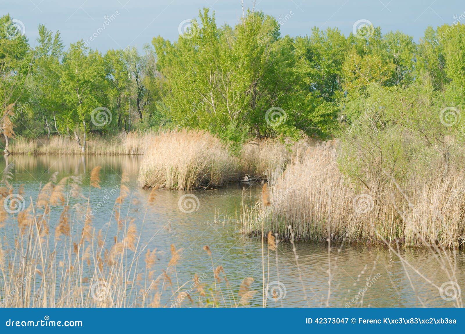 Reeds and Trees on the Lake Shore Stock Image - Image of green ...