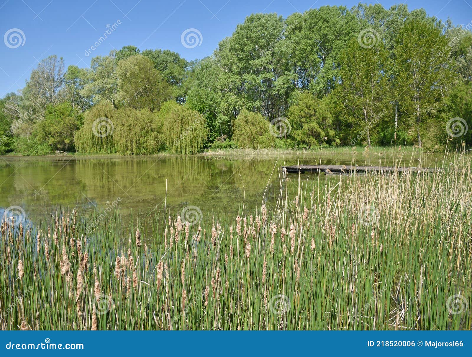 Reeds and Trees Next To the Lake Stock Photo - Image of vekeri, reeds ...