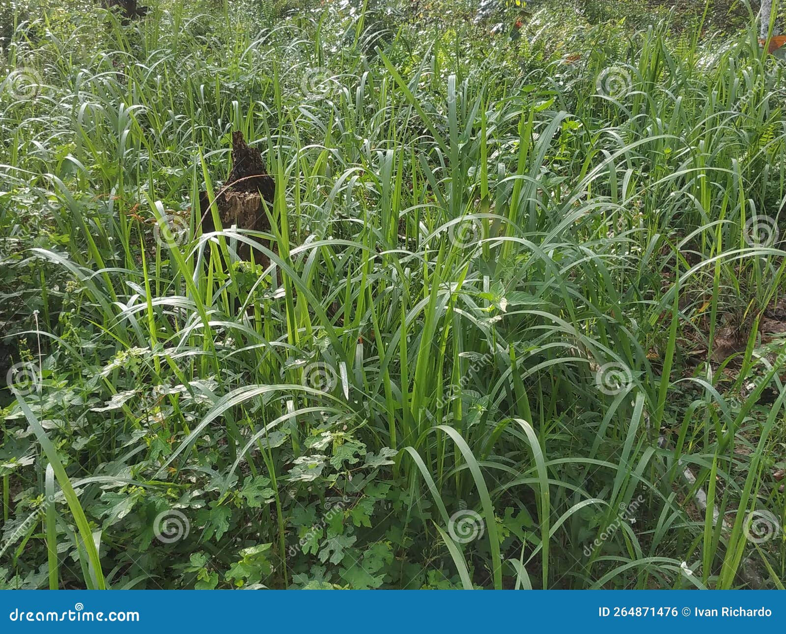 Reeds are a Type of Sharp Leaf Grass, Weeds in Agricultural Fields ...