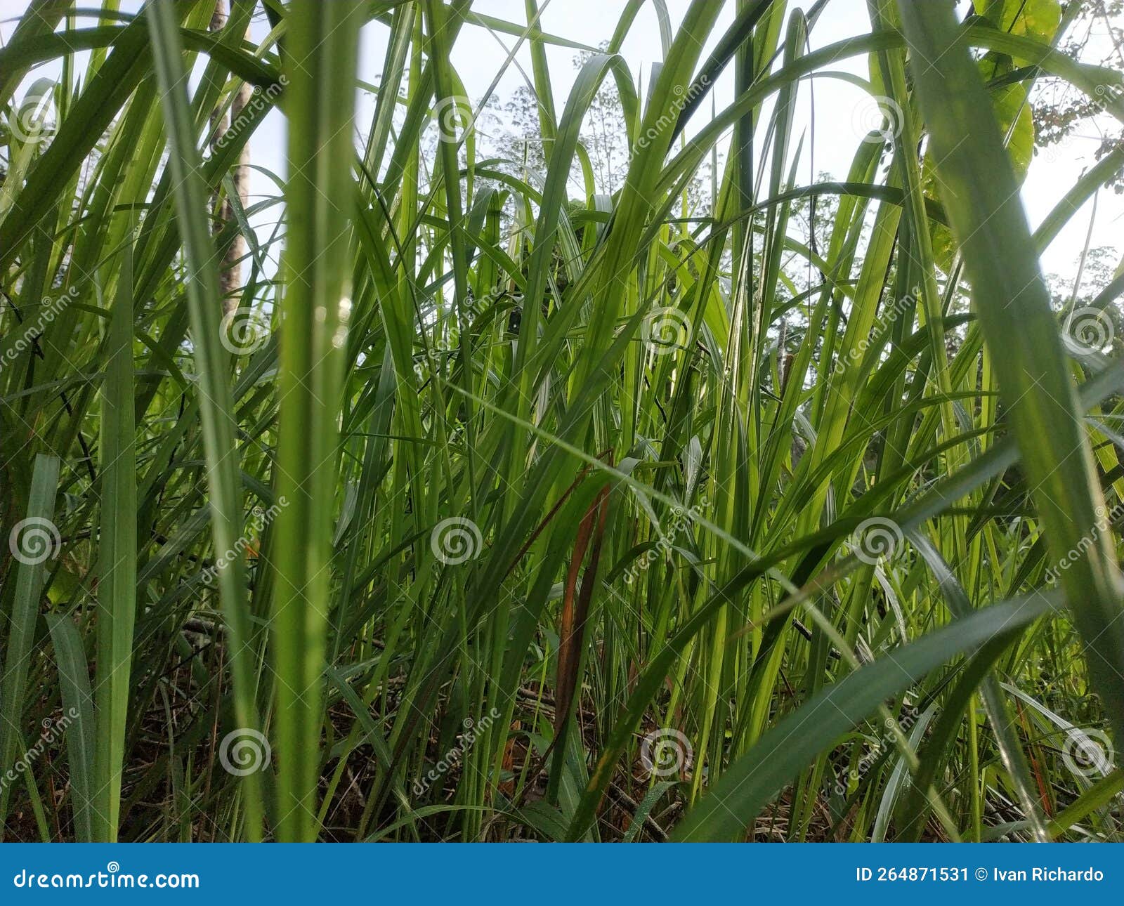 Reeds are a Type of Sharp Leaf Grass, Weeds in Agricultural Fields ...