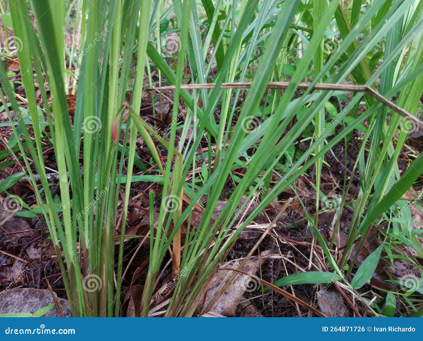Reeds are a Type of Sharp Leaf Grass, Weeds in Agricultural Fields ...