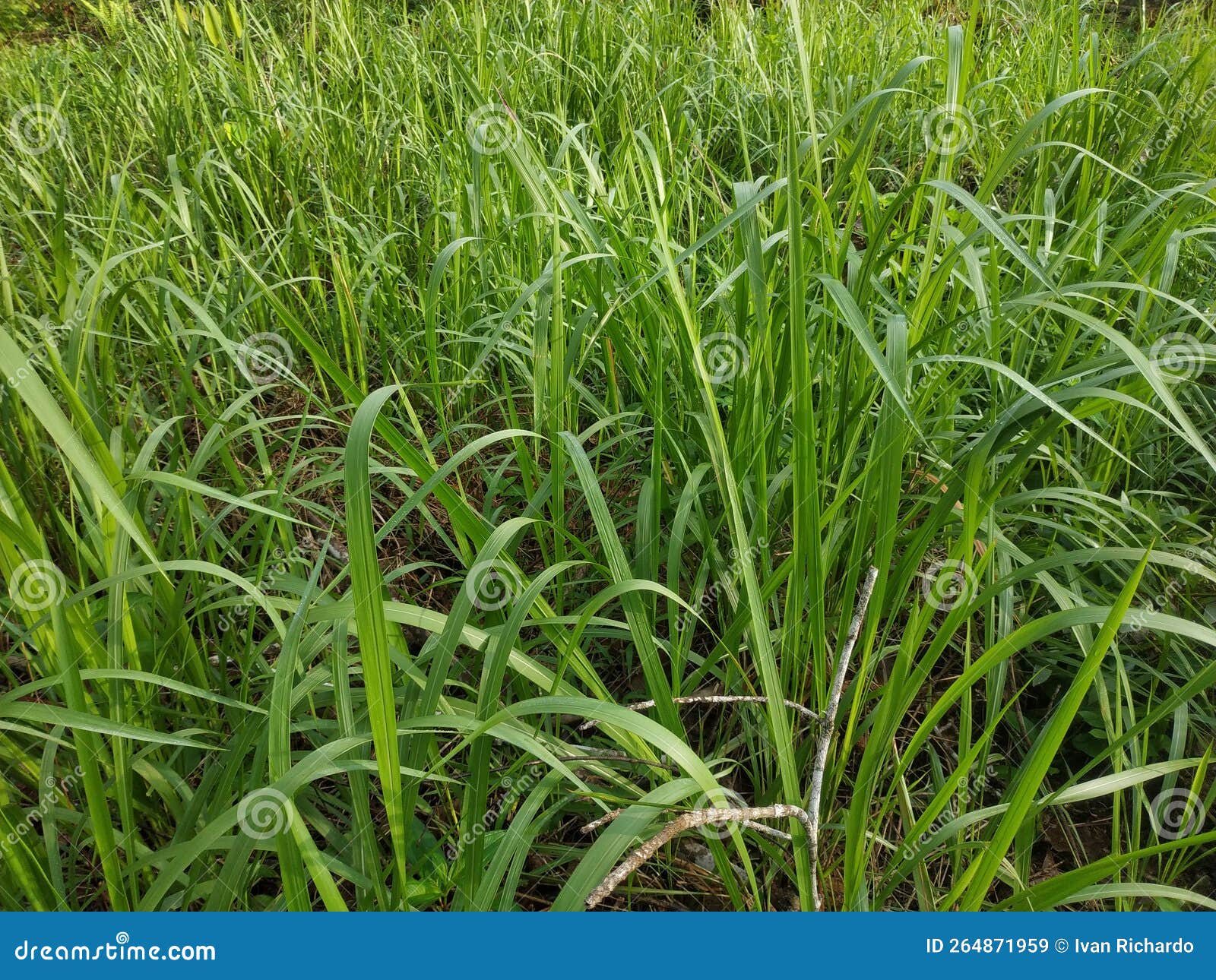Reeds are a Type of Sharp Leaf Grass, Weeds in Agricultural Fields ...