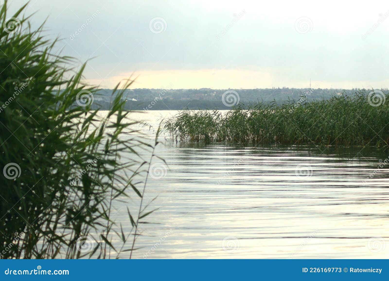 Reeds Seen from the River Bank Stock Image - Image of beautiful, travel ...