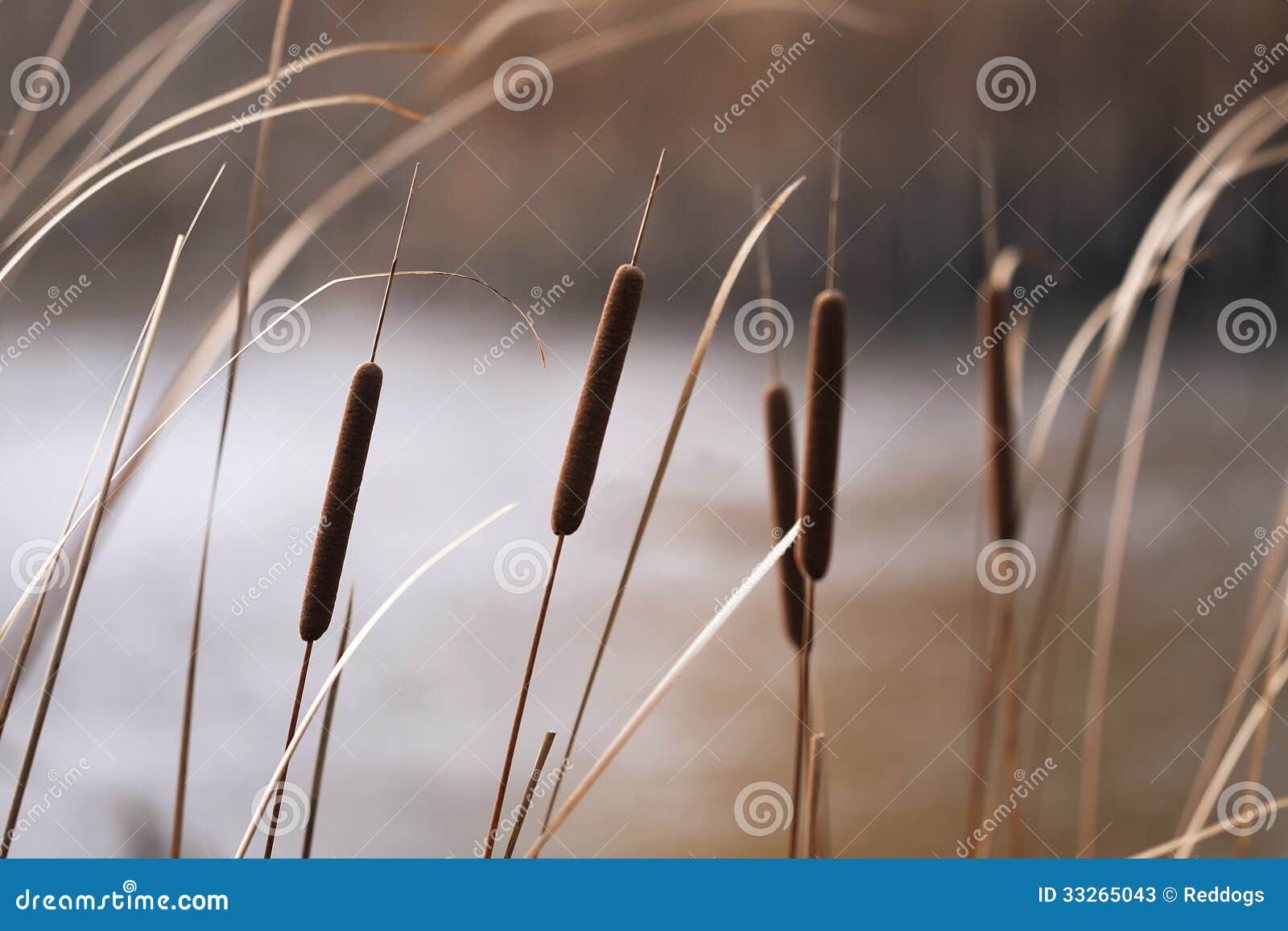 Reeds stock image. Image of long, reed, cane, pond, wild - 33265043