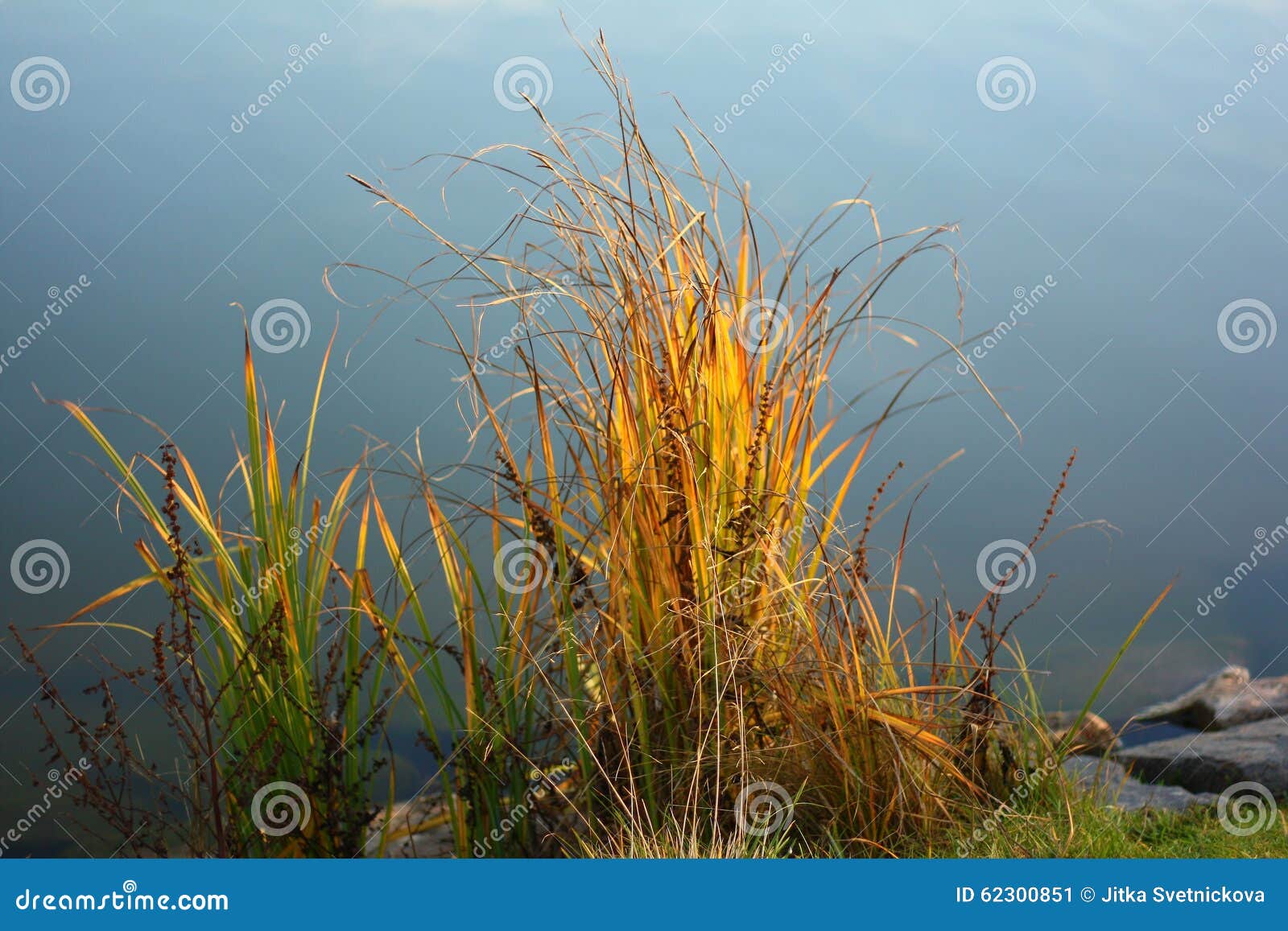 Reeds at the water stock image. Image of autumn, grass - 62300851