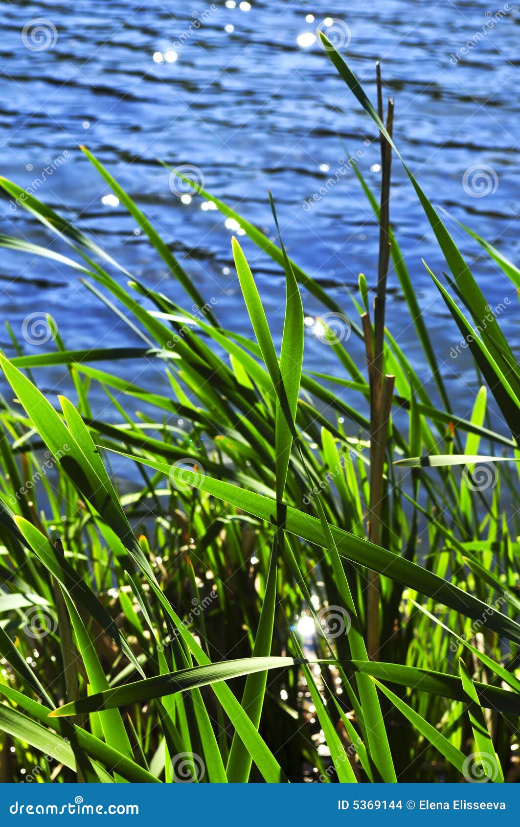 Reeds at water edge stock photo. Image of bending, grass - 5369144
