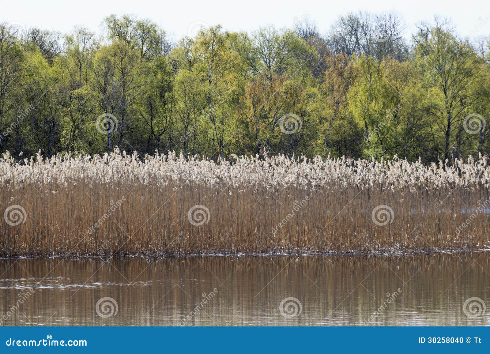 Reeds in the lake stock photo. Image of view, reeds, nature - 30258040