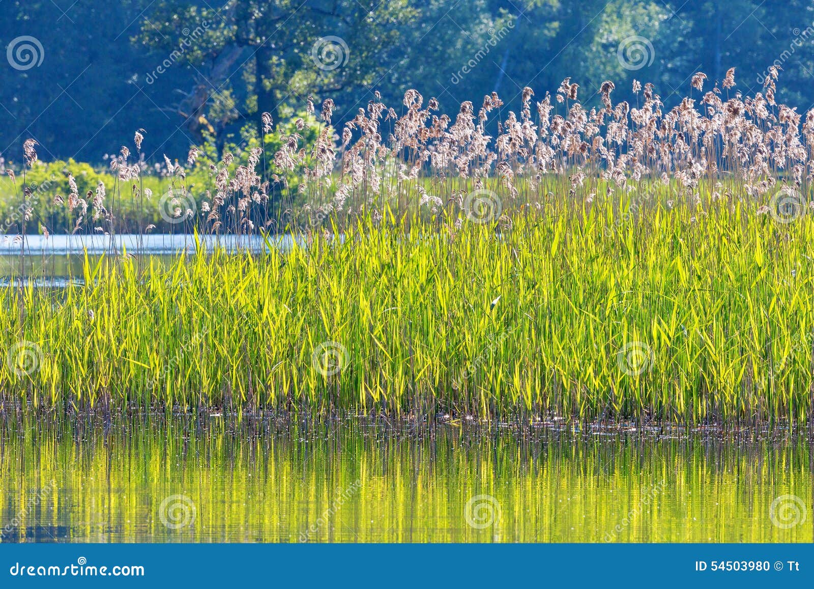 Reeds in the water edge stock photo. Image of peaceful - 54503980